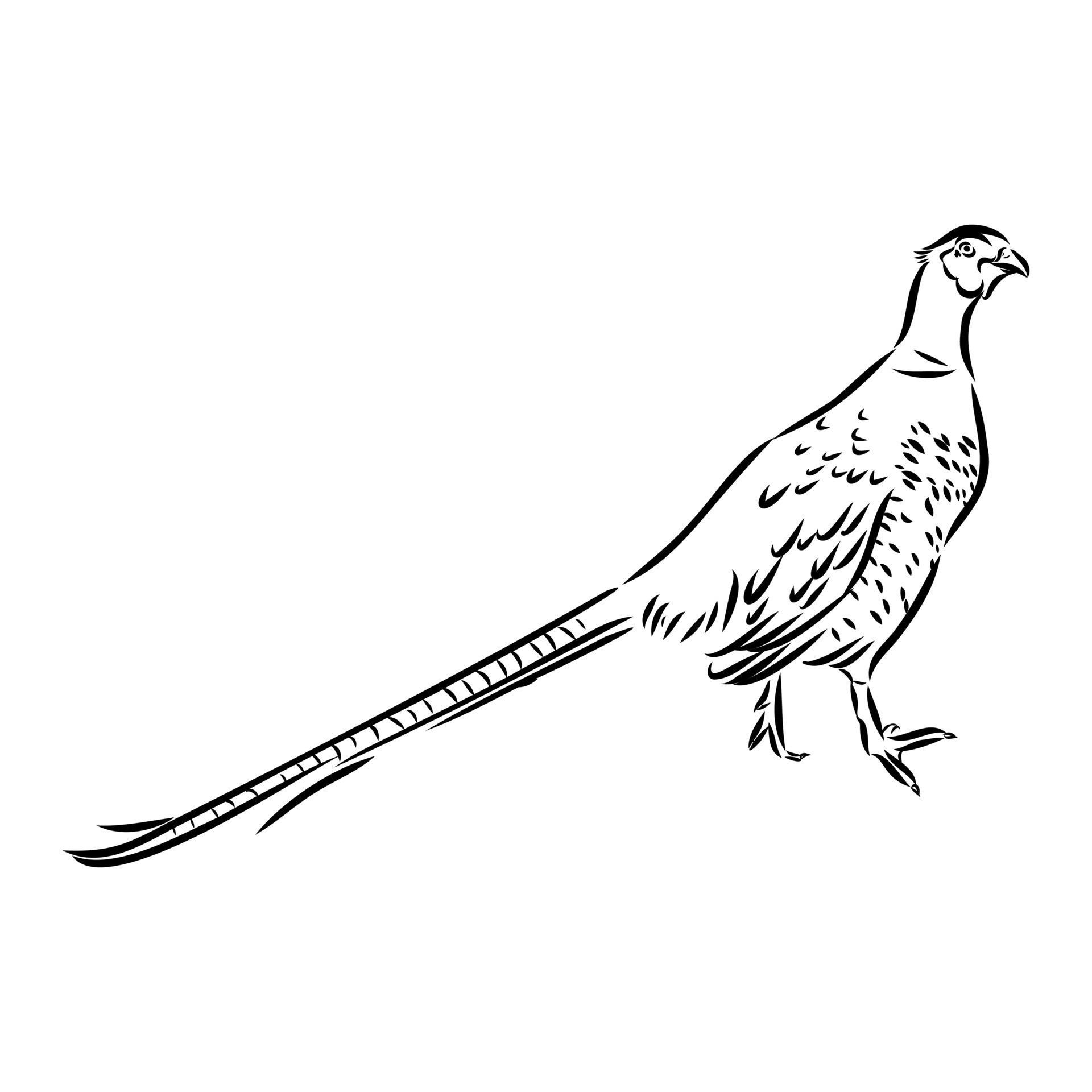 pheasant vector sketch 36440114 Vector Art at Vecteezy