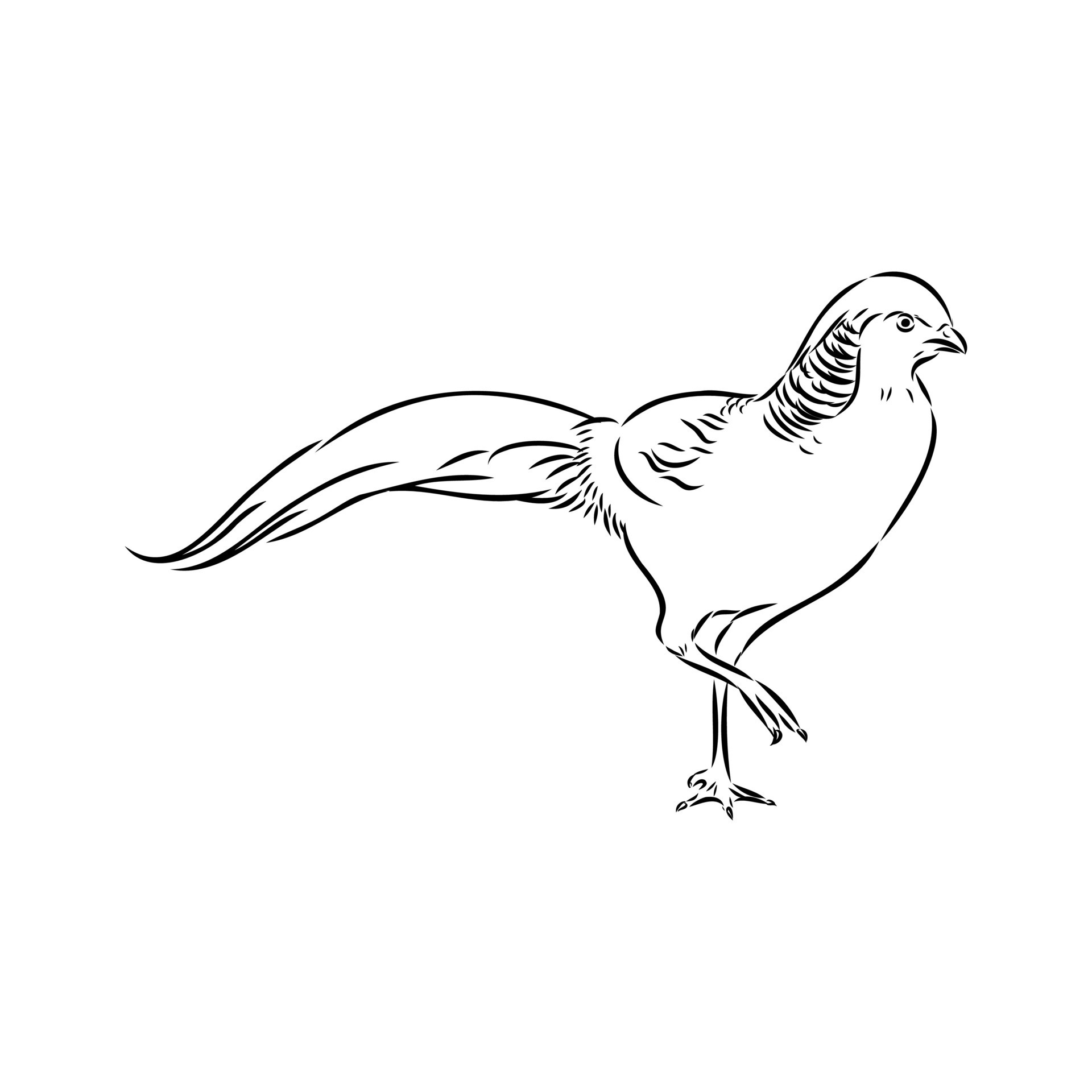 pheasant vector sketch 36440443 Vector Art at Vecteezy