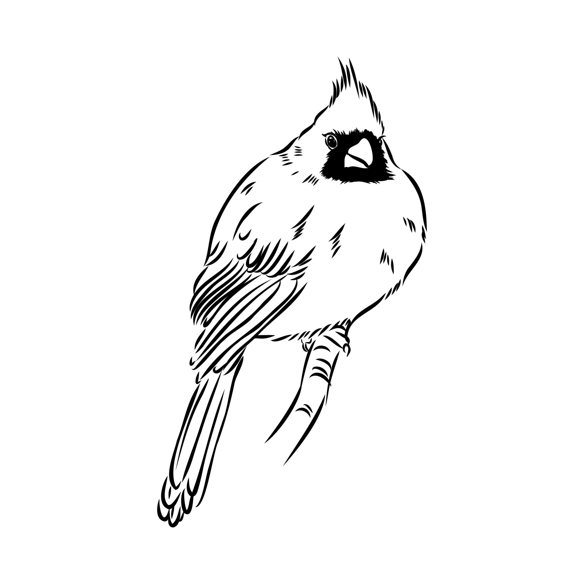 Cardinal Bird Vector Sketch 36440645 Vector Art At Vecteezy