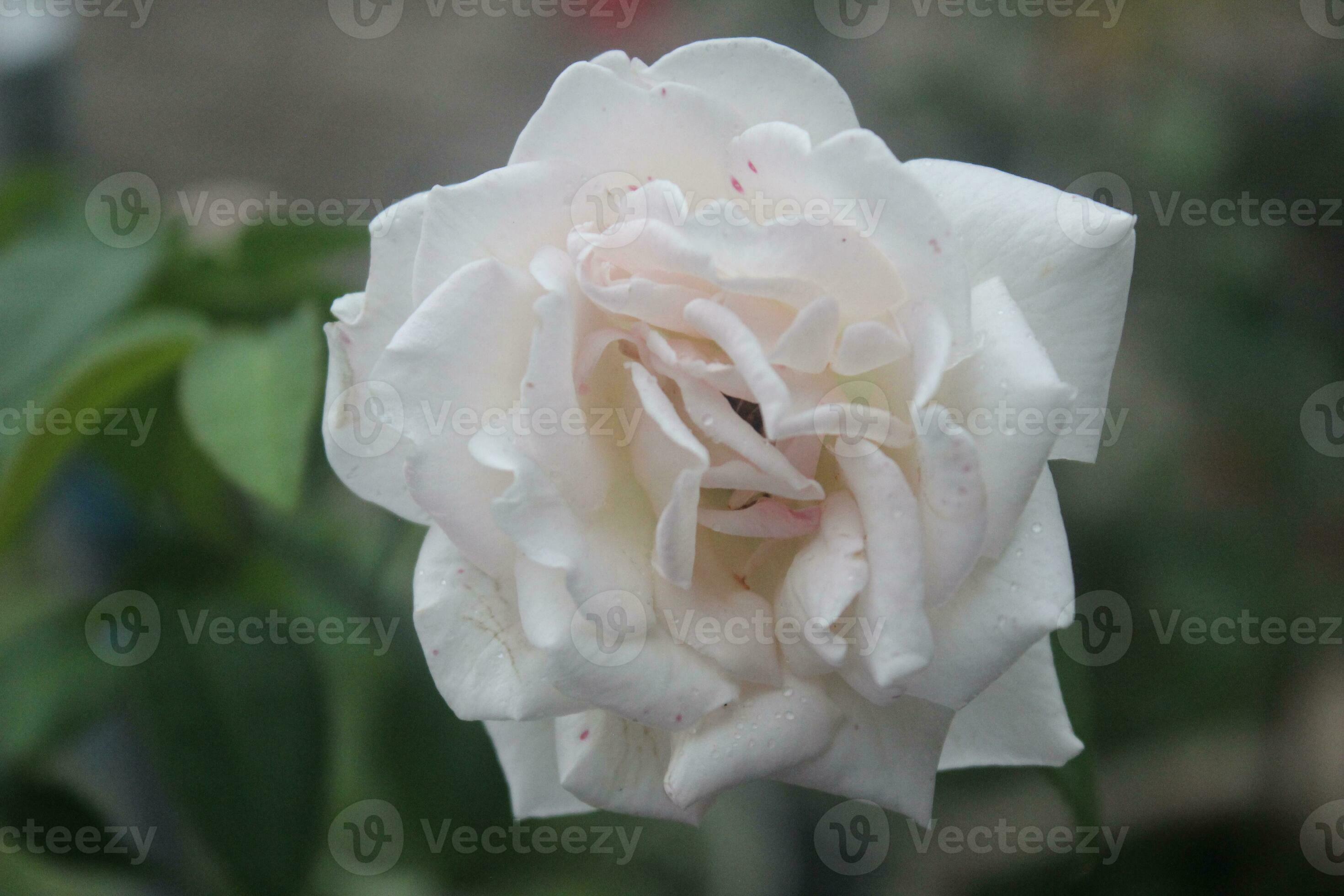 a Red rose in bloom with a blurred background 36461219 Stock Photo at ...