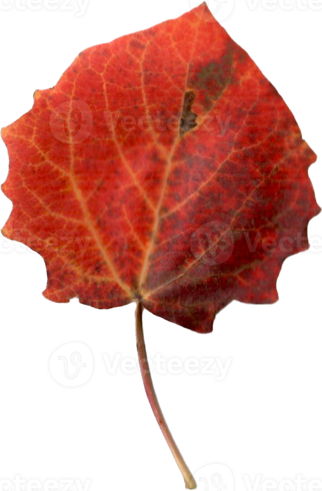 Autumn aspen leaf. 36468272 PNG