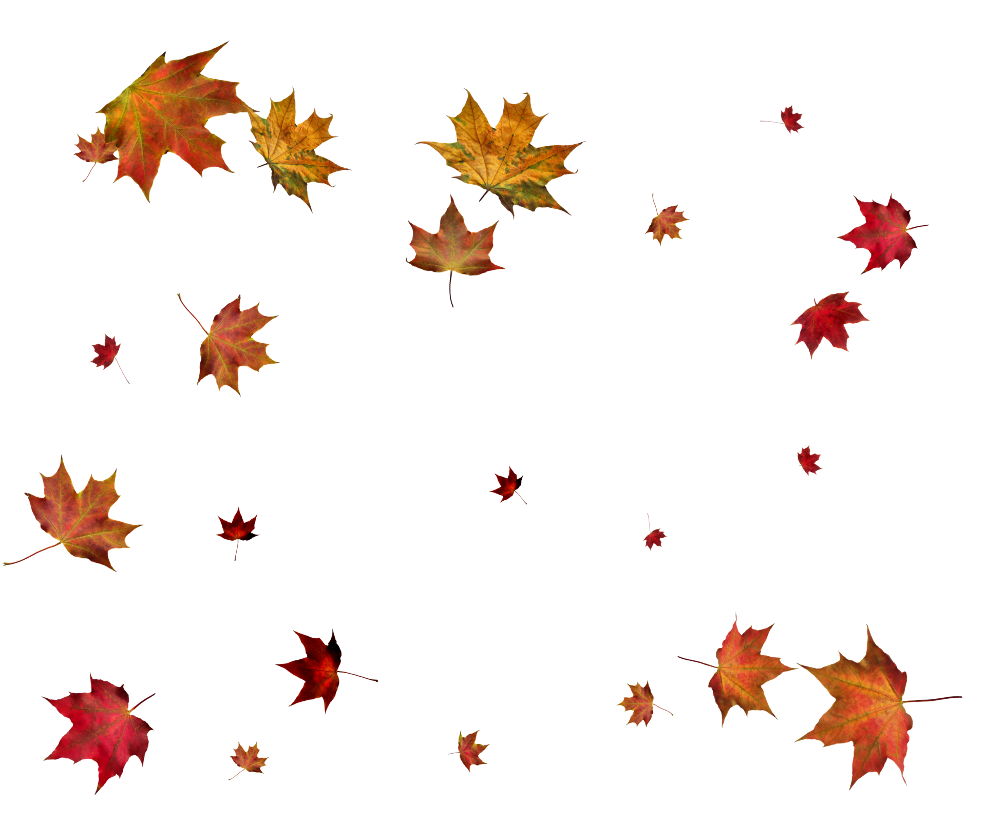 Autumn maple leaves. 36468403 PNG