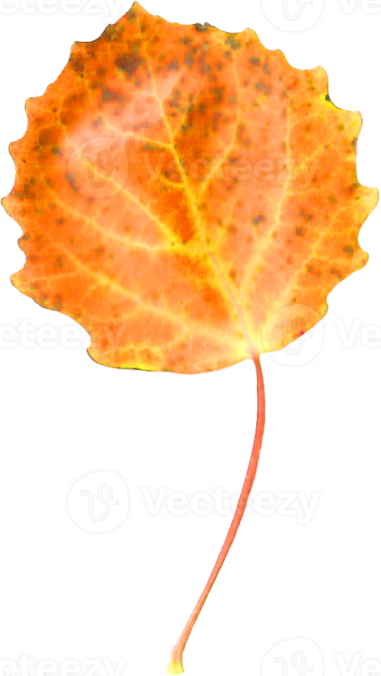 Autumn aspen leaf. 36468493 PNG