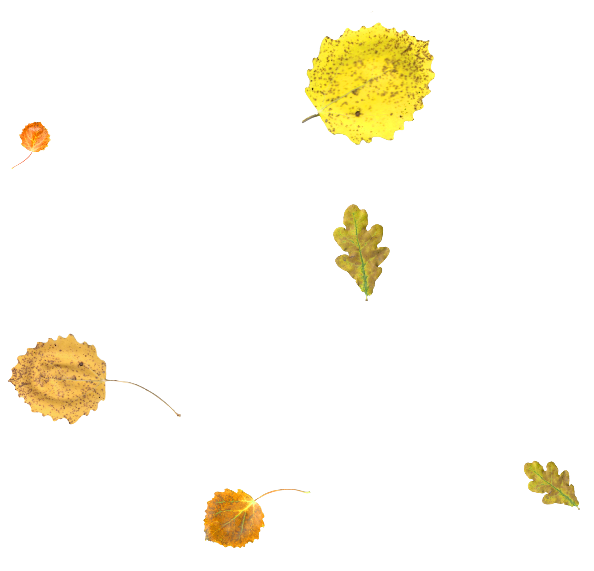 Real Autumn Leaves In Natural Colors 36468551 PNG real-autumn-leaves-in-natural-colors-36468551-png