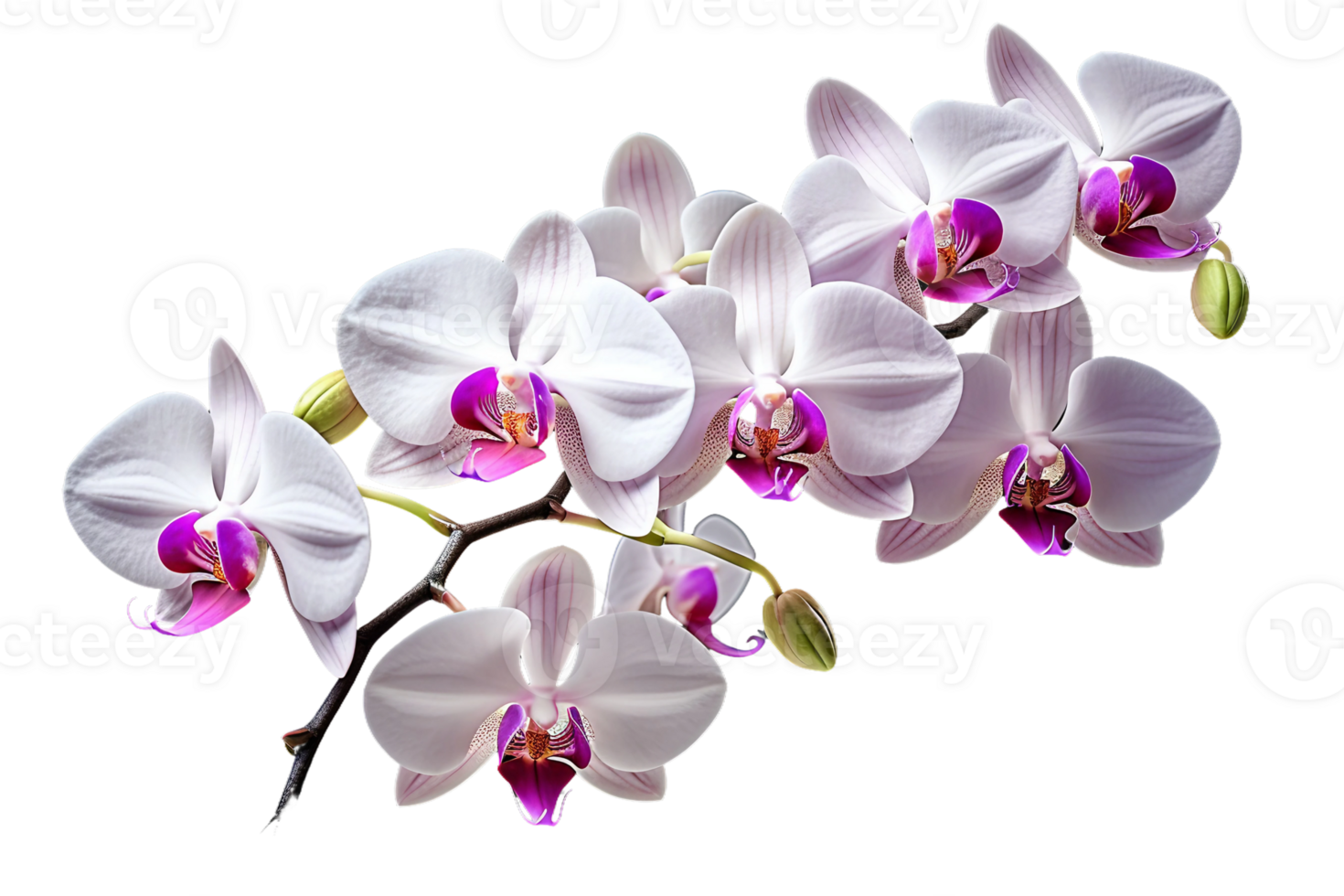 AI Generated Orchid With A Transparent Background 36498513 PNG AI Generated Orchid With A Transparent Background 36498513 PNG