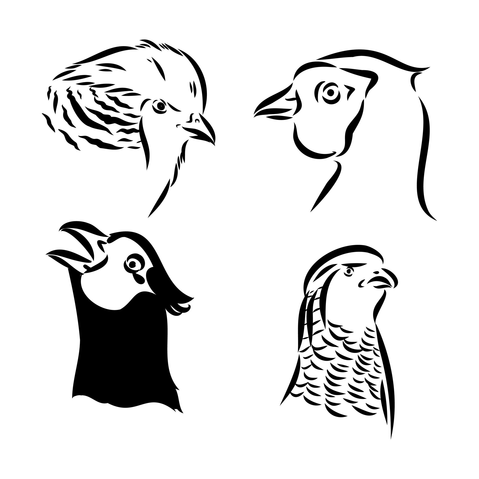 pheasant vector sketch 36521530 Vector Art at Vecteezy