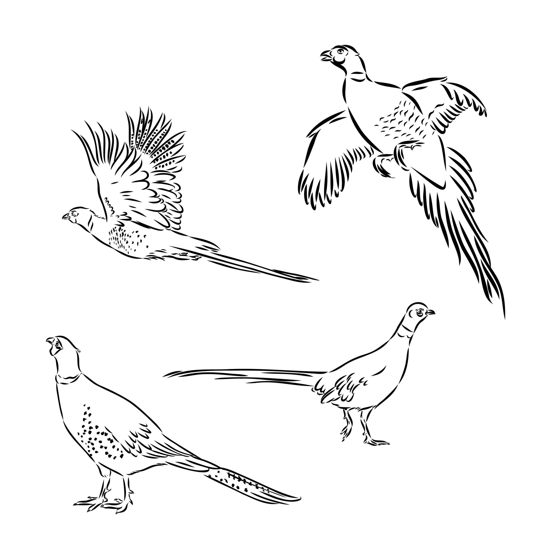 pheasant vector sketch 36521549 Vector Art at Vecteezy