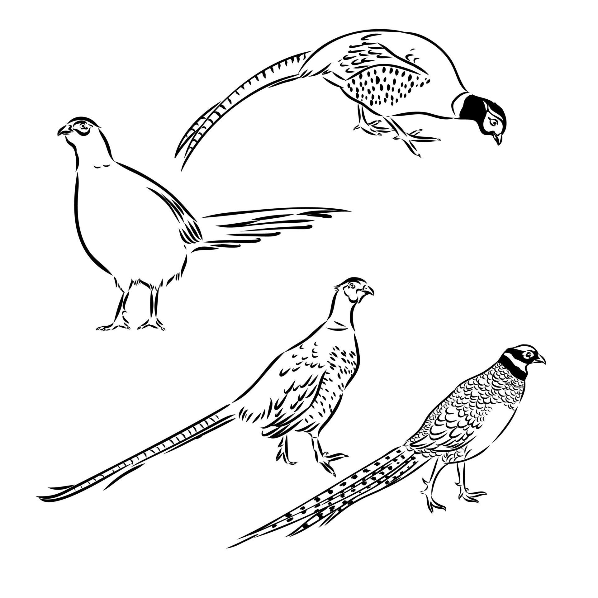 pheasant vector sketch 36522504 Vector Art at Vecteezy