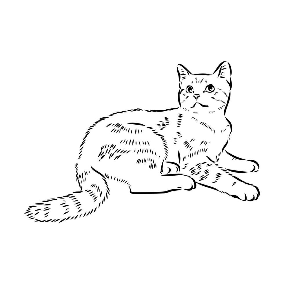 bosquejo del vector del gato 36575962 Vector en Vecteezy bosquejo del vector del gato 36575962 Vector en Vecteezy