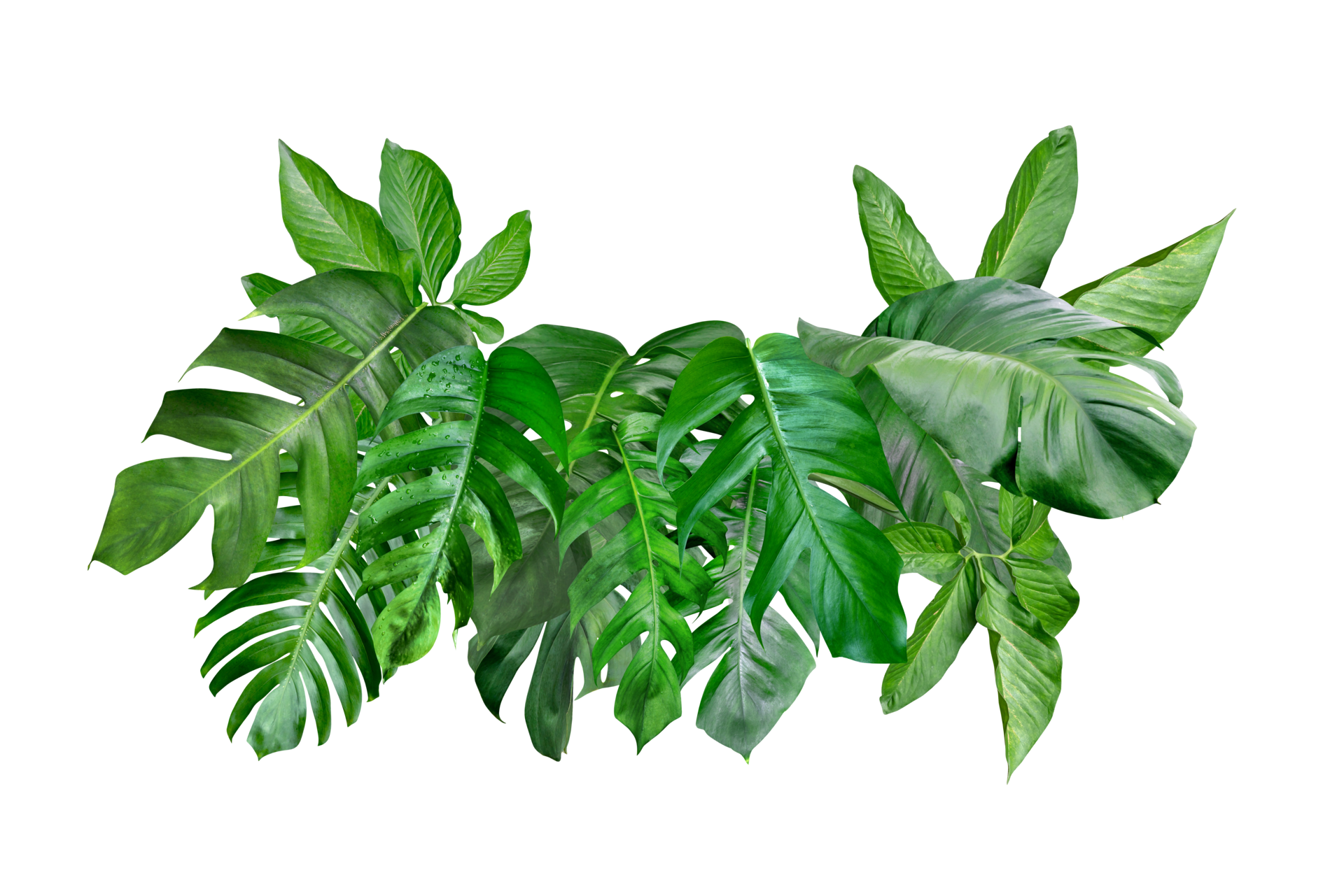 Various Of Green Monstera Leaves Pattern For Nature Concept Set Of