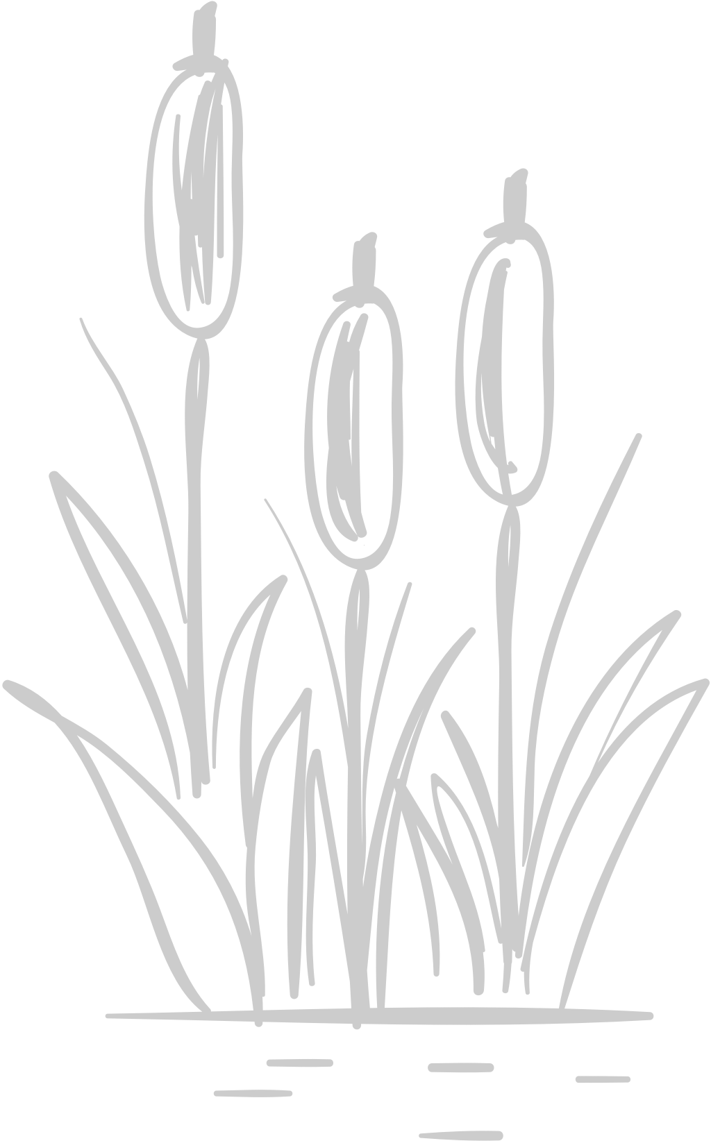 Cattails 36645708 Vector Art at Vecteezy