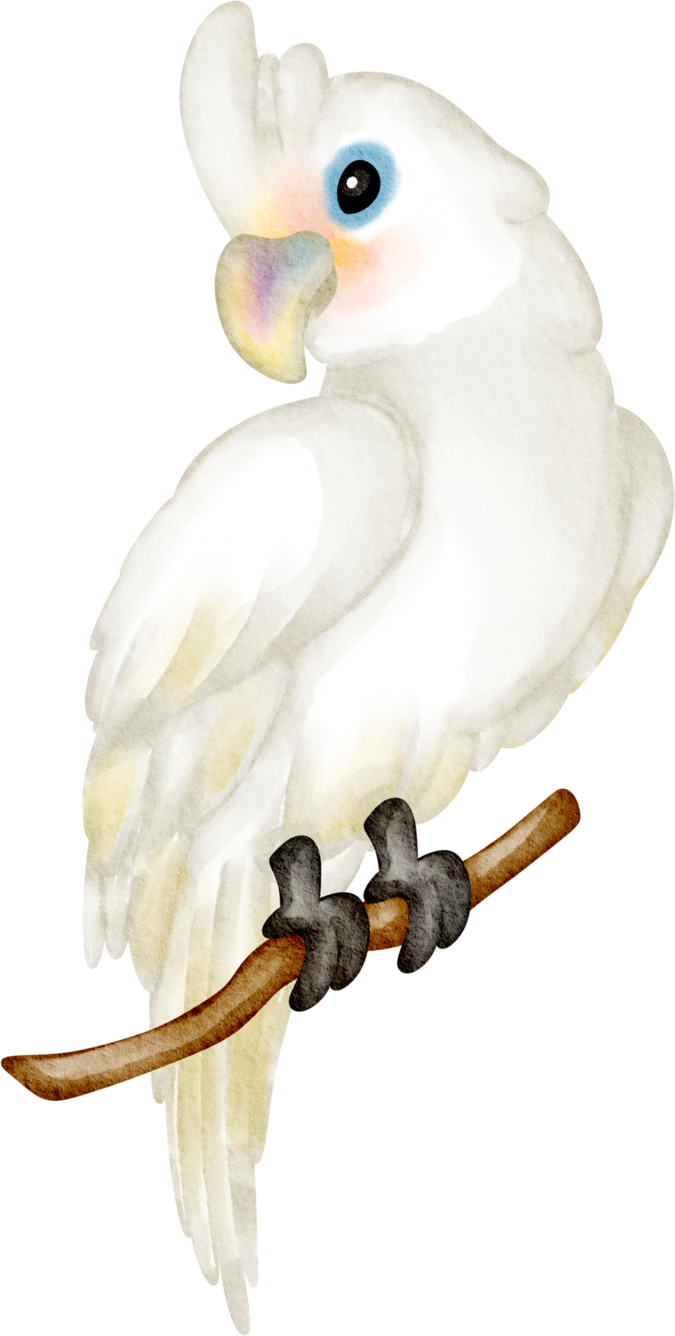 Watercolor Cockatoo Clip Art 36908939 Png