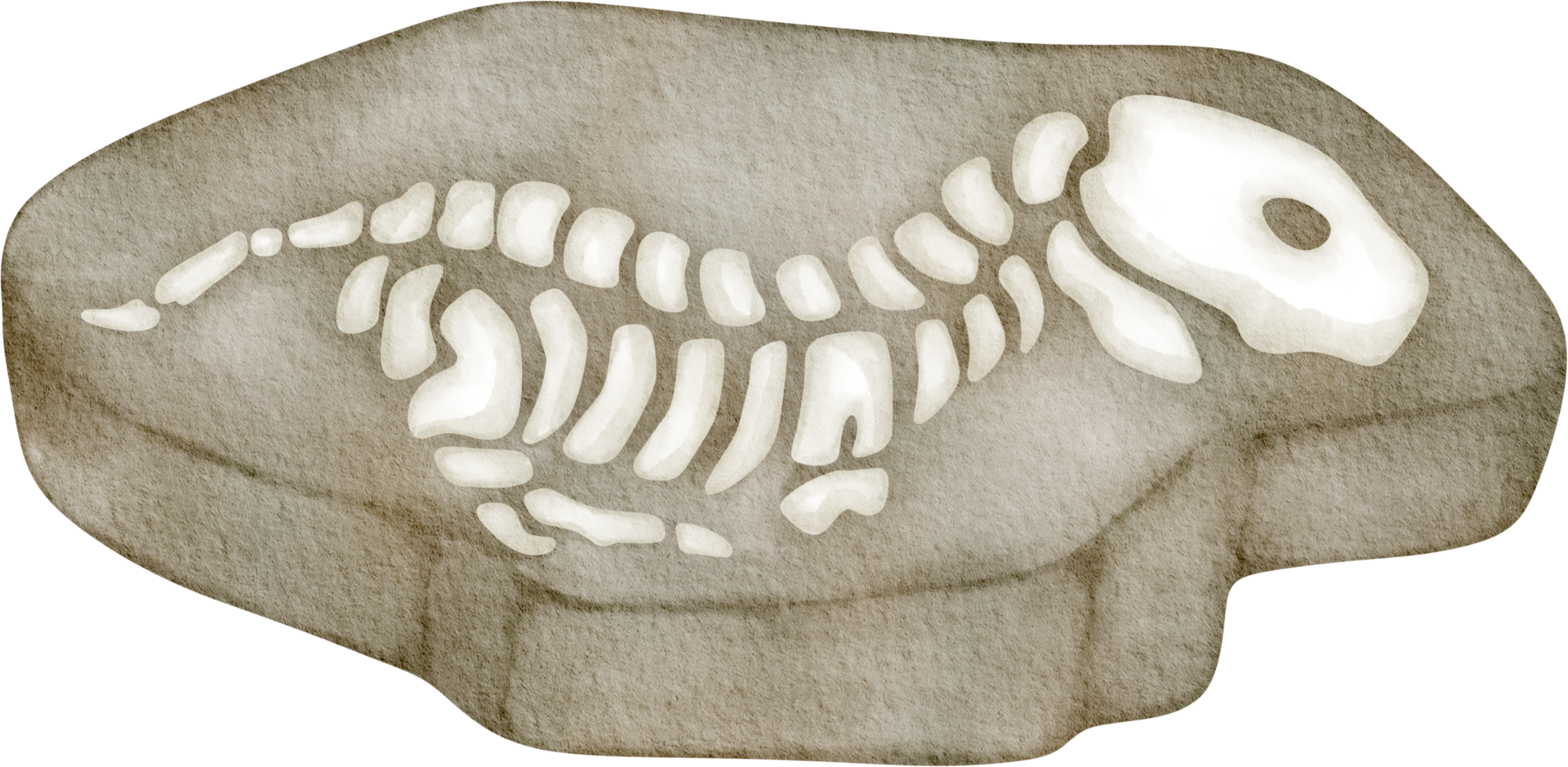 watercolor fossil clip art 36909422 PNG