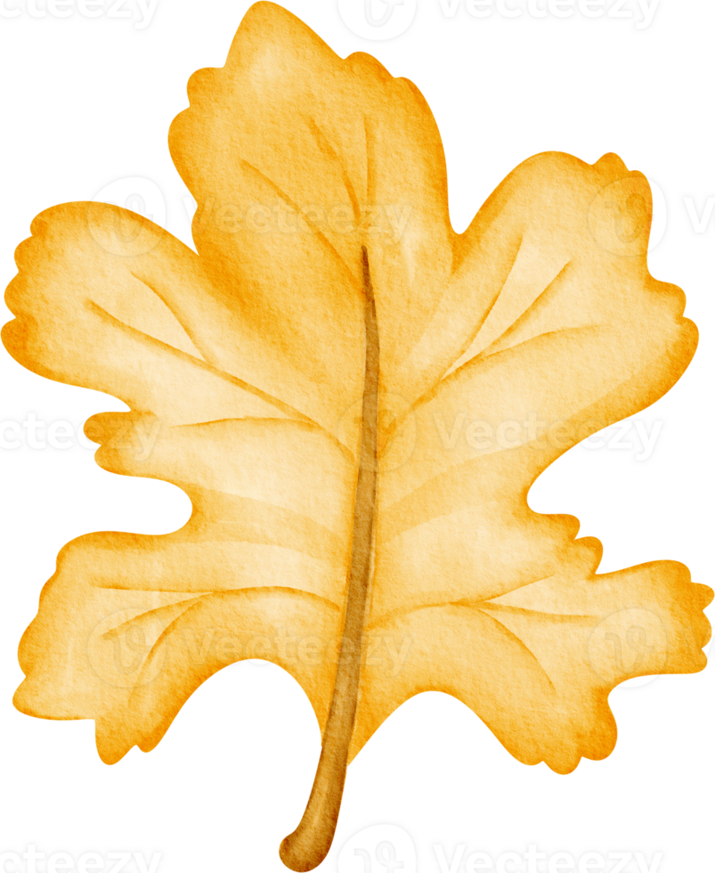 watercolor autumn leaf clip art 36910828 PNG