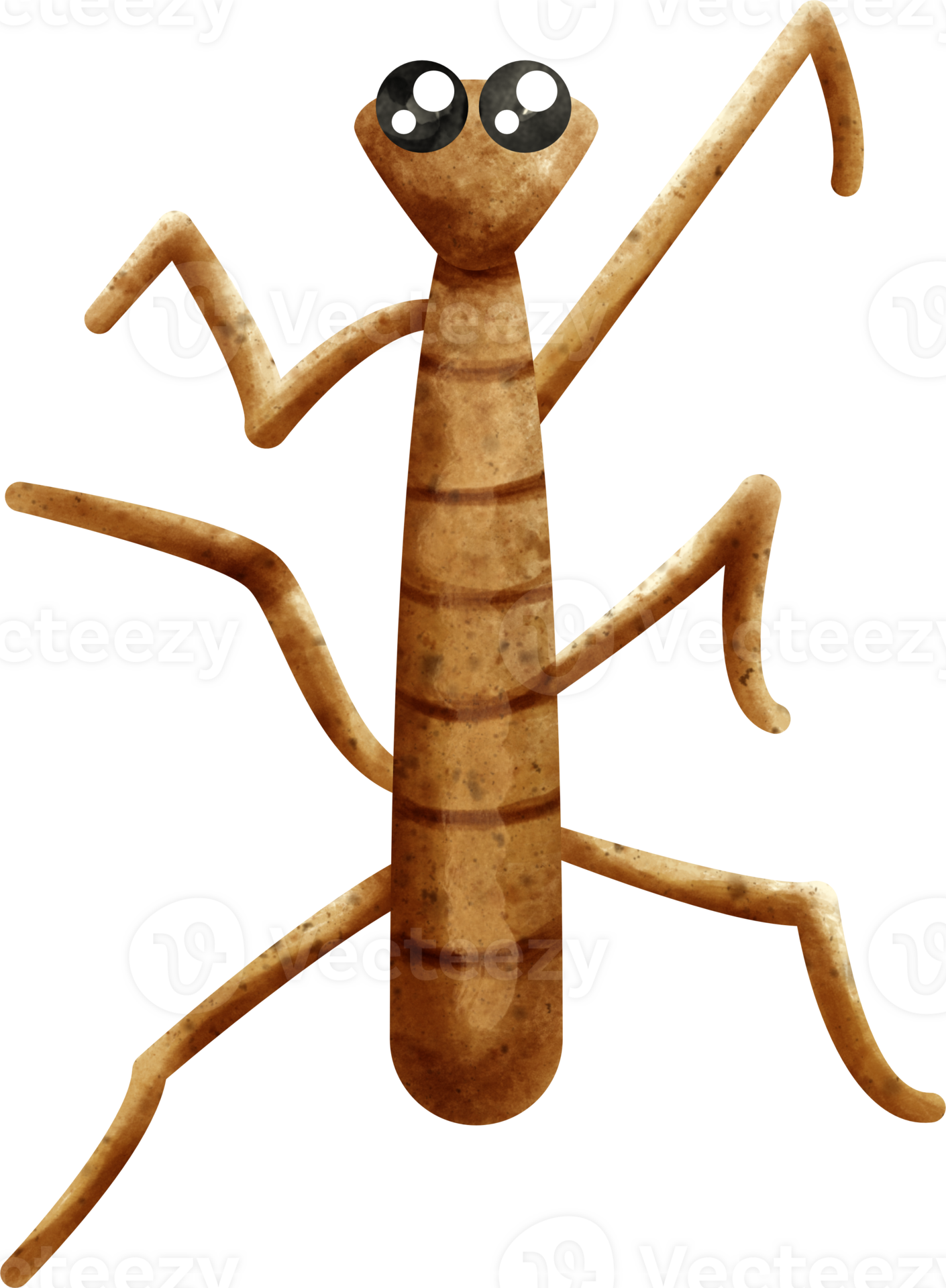 Watercolor Insect Stick Bug 36912030 Png