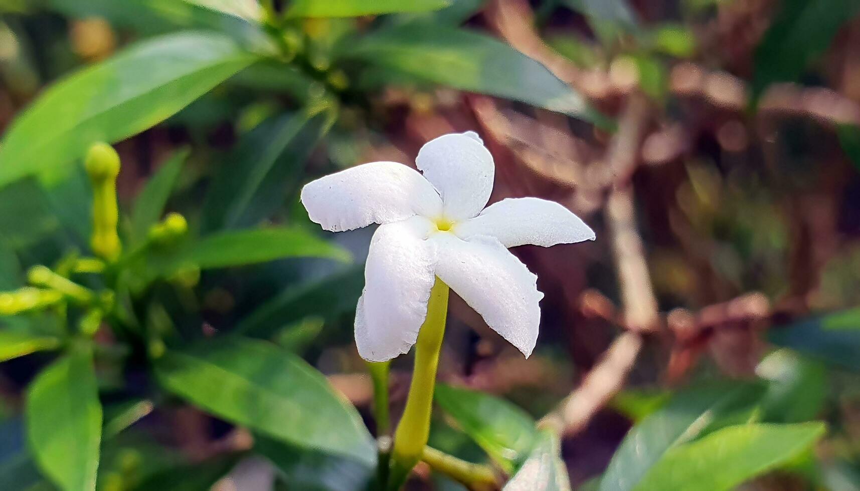 Beautiful white Jasmine flower blooming in the nature green garden. It is also called Jui or ...