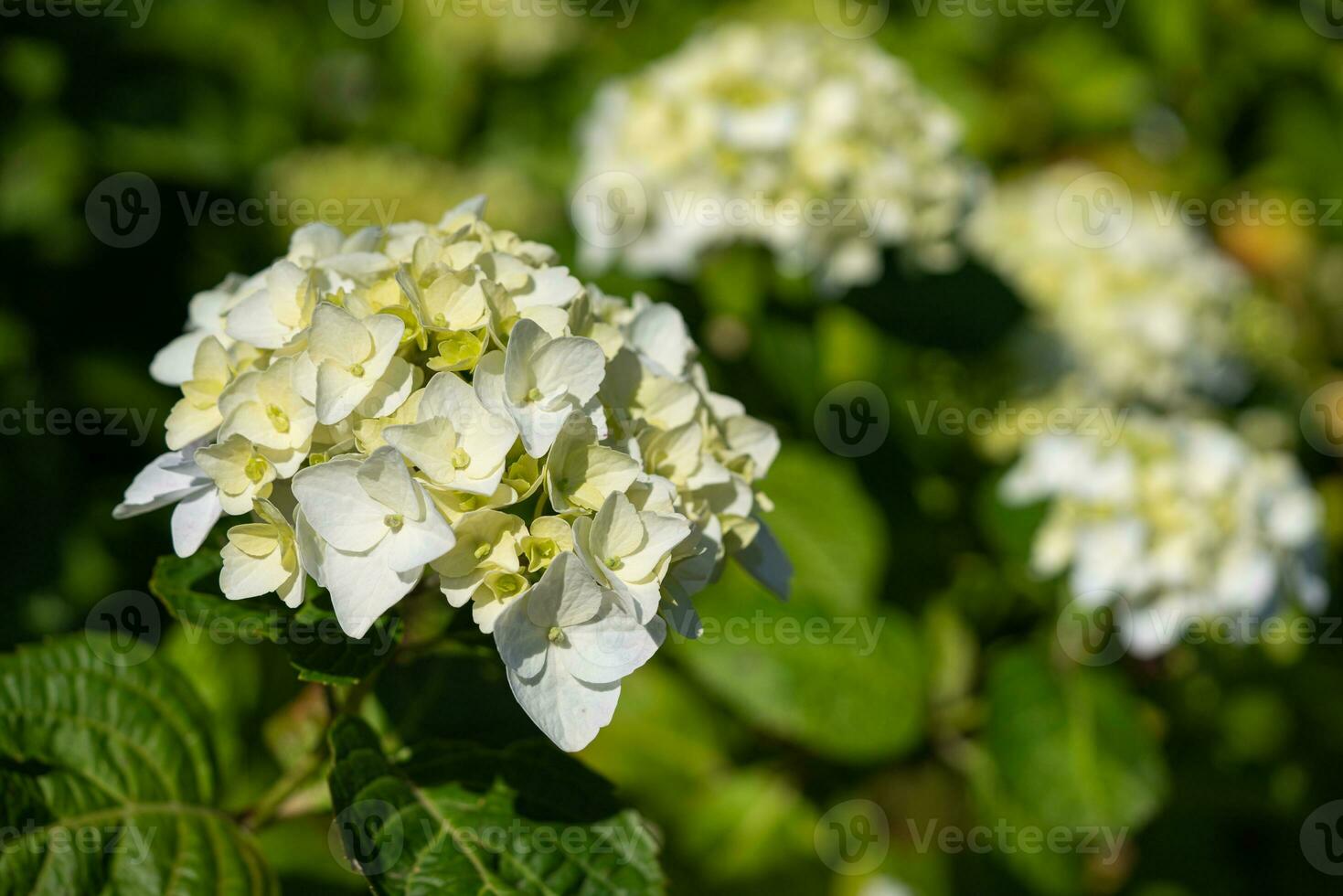 Penny mac, Hydrangea macrophylla 37005404 Stock Photo at Vecteezy Penny mac, Hydrangea macrophylla 37005404 Stock Photo at Vecteezy