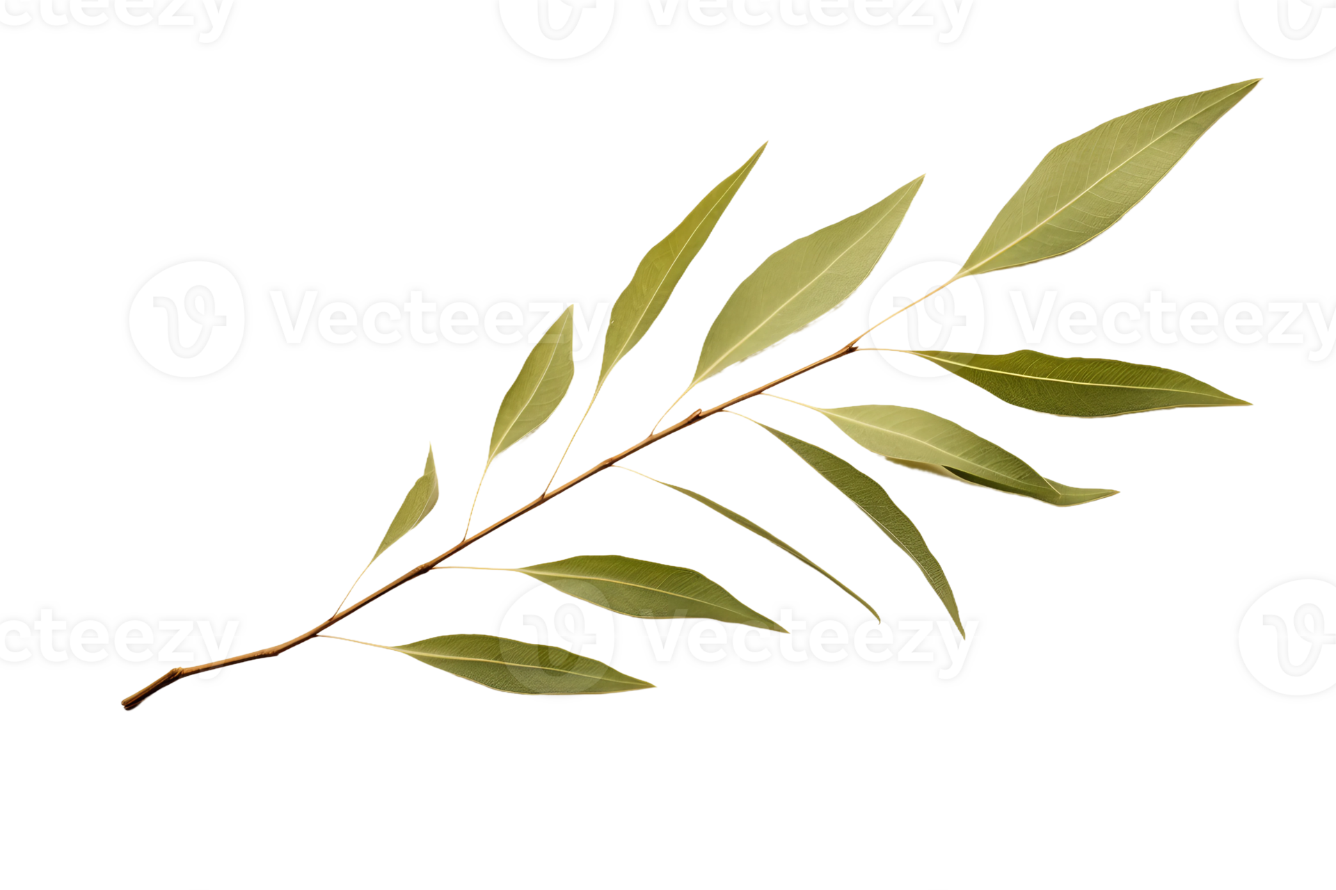 AI generated Willow Leaf Elegance on transparent background. 37072860 PNG AI generated Willow Leaf Elegance on transparent background. 37072860 PNG