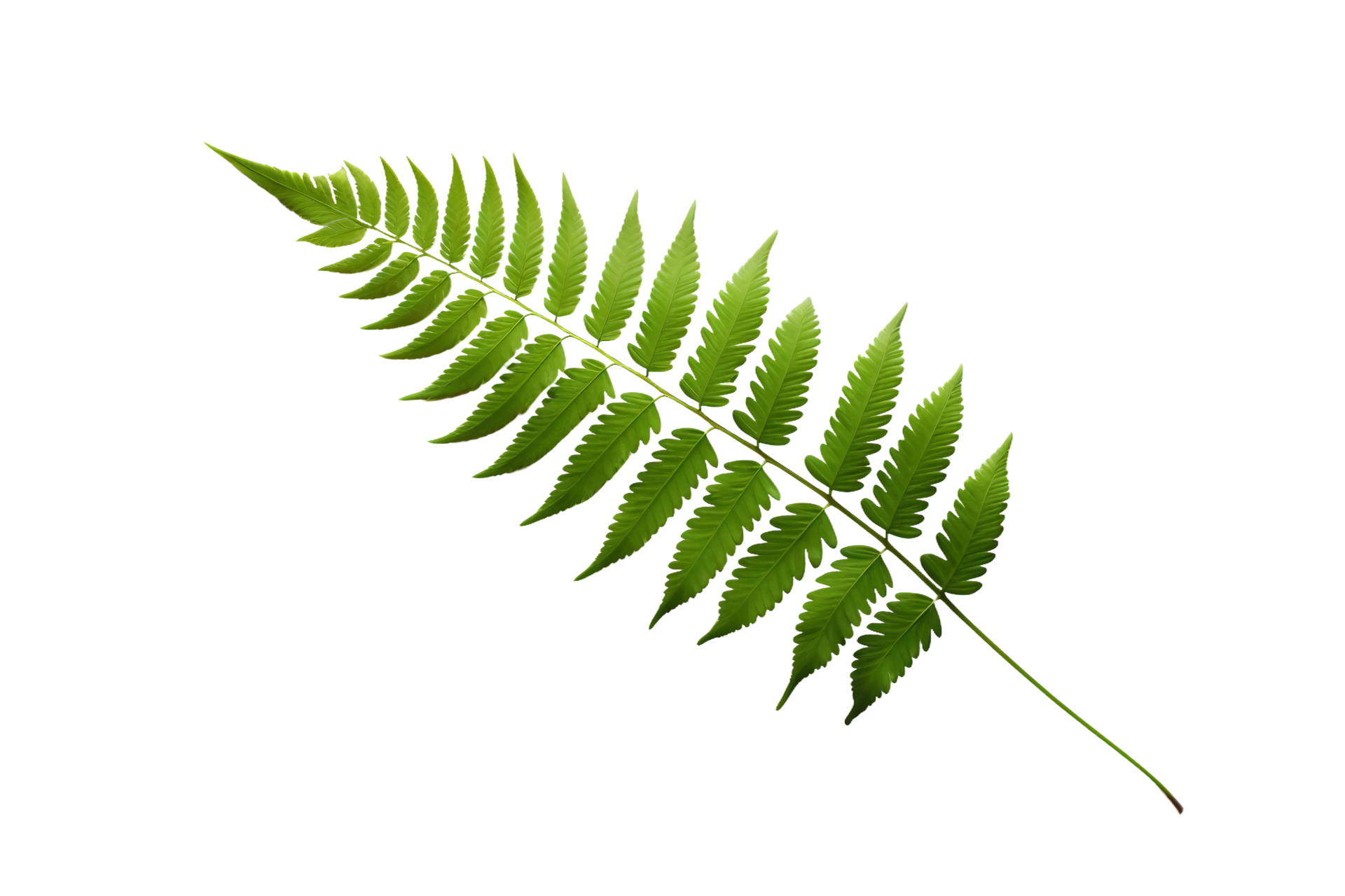 AI generated Fern Leaf Elegance on transparent background. 37072869 PNG AI generated Fern Leaf Elegance on transparent background. 37072869 PNG