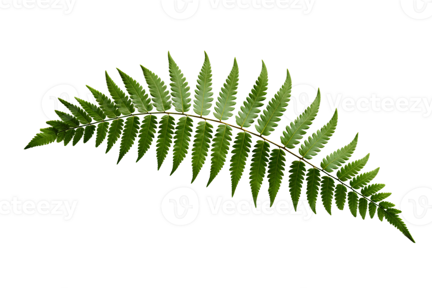 AI generated Fern Leaf Elegance on transparent background. 37072894 PNG AI generated Fern Leaf Elegance on transparent background. 37072894 PNG