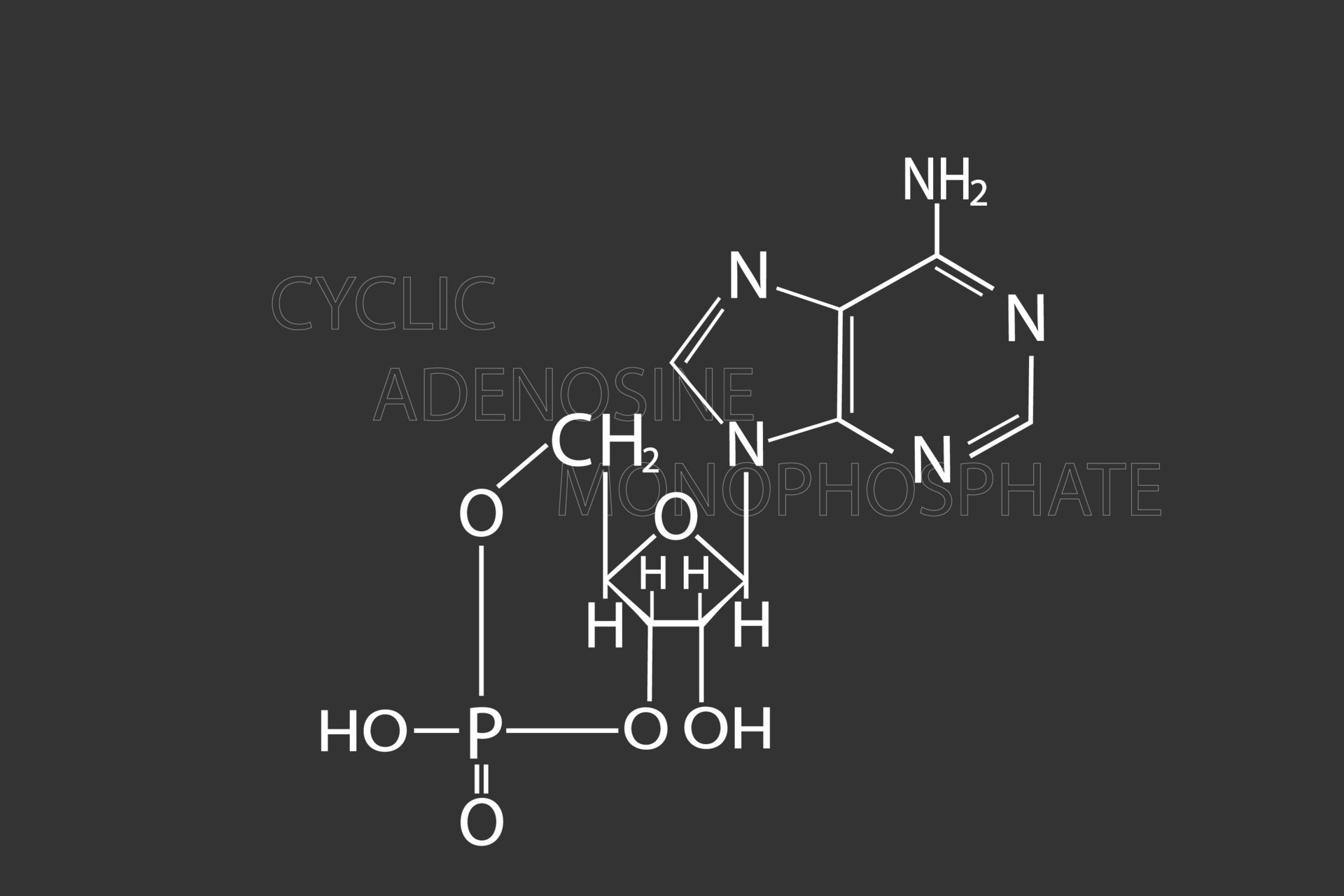 Cyclic Adenosine Monophosphate Molecular Skeletal Chemical Formula 37076511 Vector Art At Vecteezy