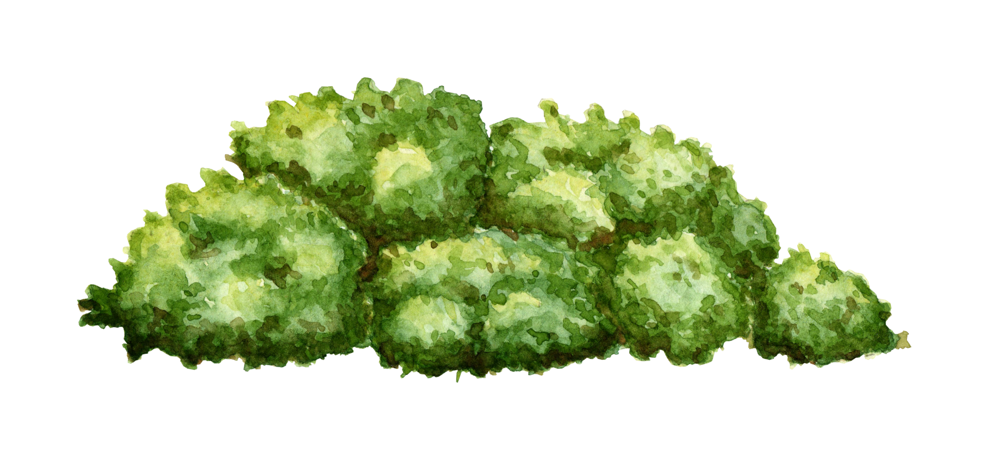 Watercolor Illustration Of A Green Lush Bush Element Of Natural Bush With Lush Foliage