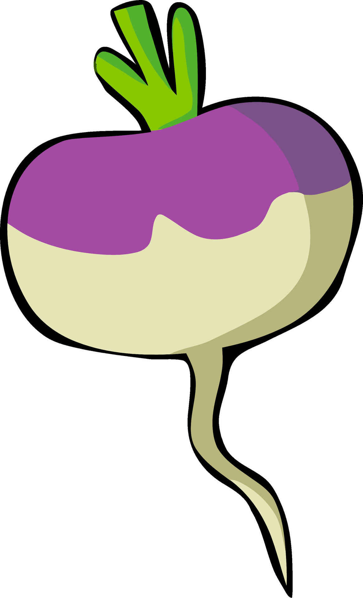 Turnip vector Illustration. Isolated on white background. 37268370 ... Turnip vector Illustration. Isolated on white background. 37268370 ...