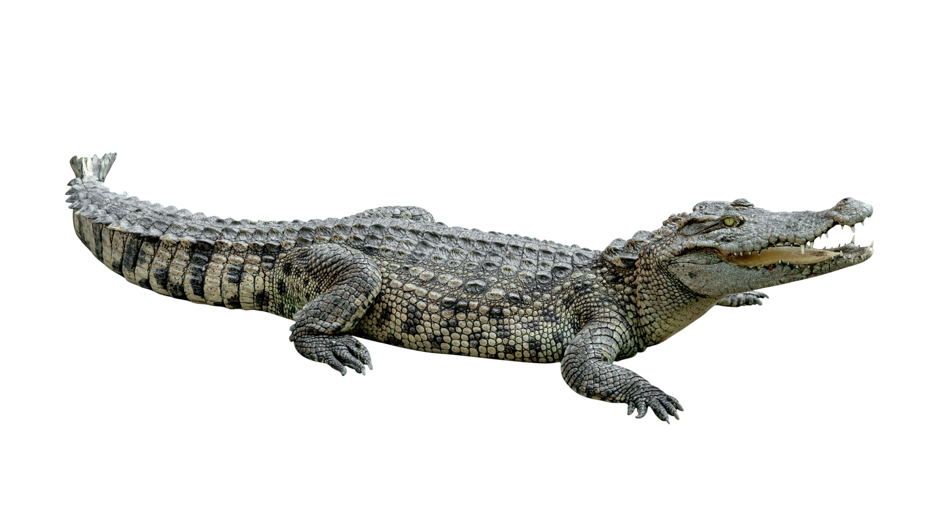 freshwater crocodile isolated 37365933 PNG