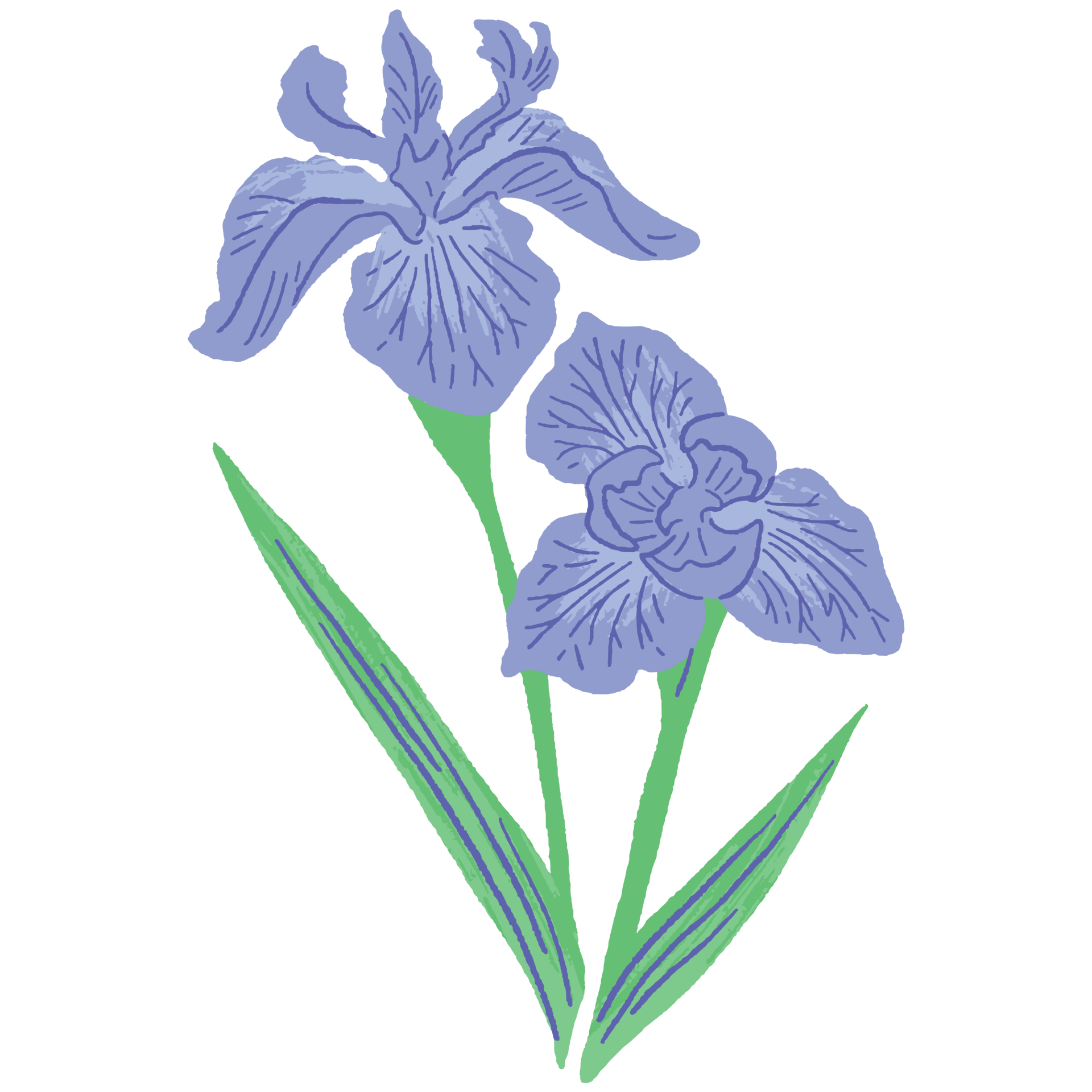 Ai Generated Blue Iris Clip Art Png 37384831 Png