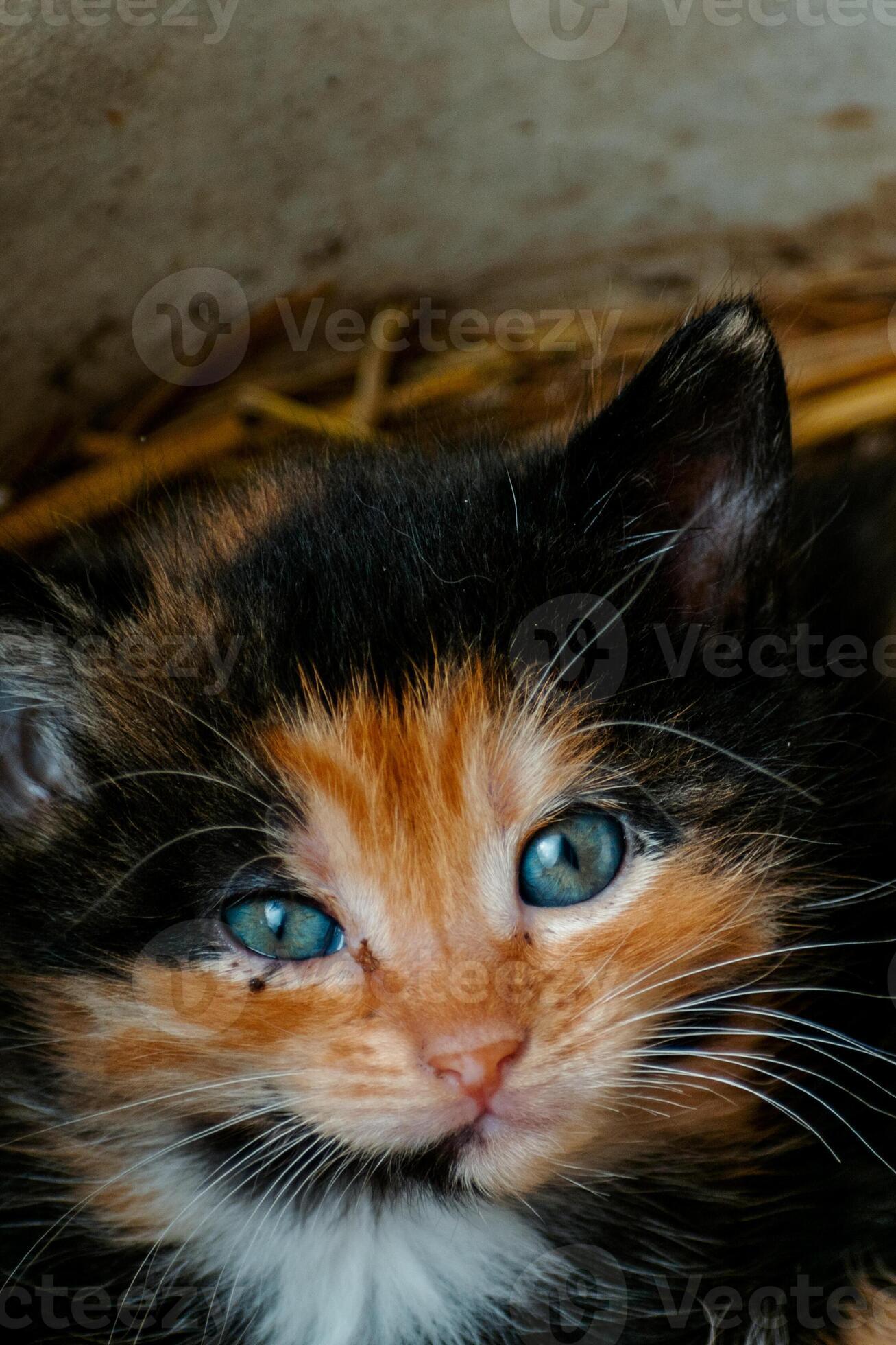 Cute Calico Kitten With Blue Eyes Looking At The Camera Litter Of Three Kittens In The Straw On