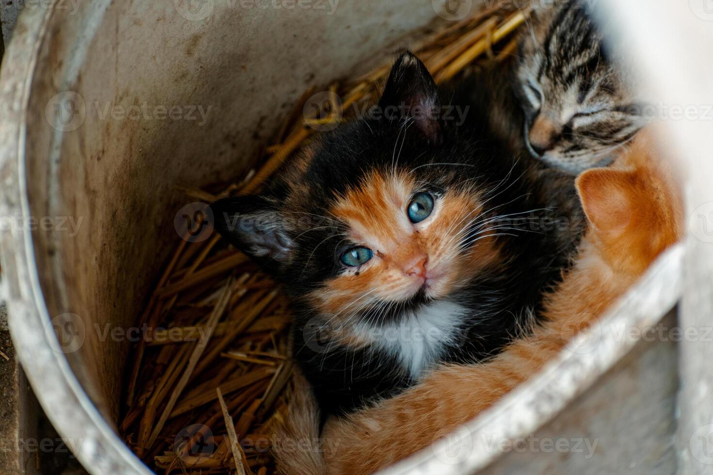 Cute Calico Kitten With Blue Eyes Looking At The Camera Litter Of Three Kittens In The Straw On