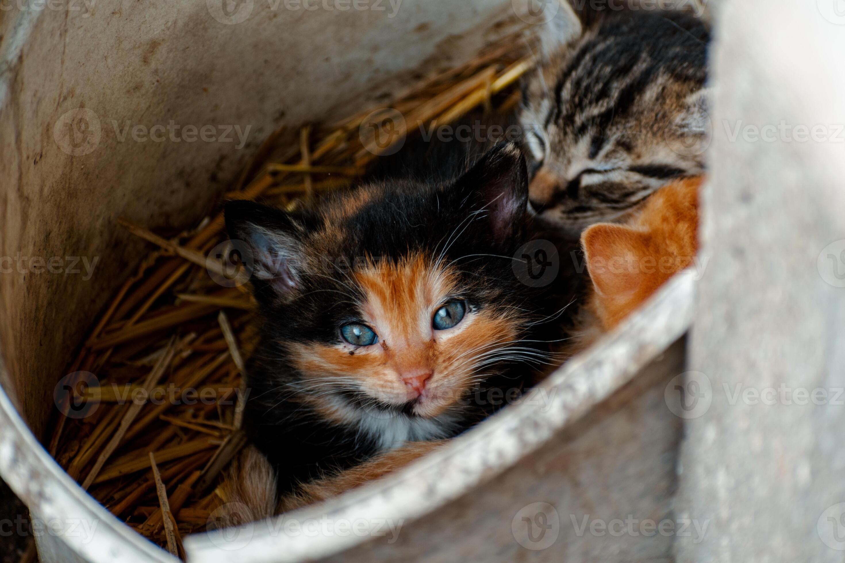 Cute Calico Kitten With Blue Eyes Looking At The Camera Litter Of Three Kittens In The Straw On