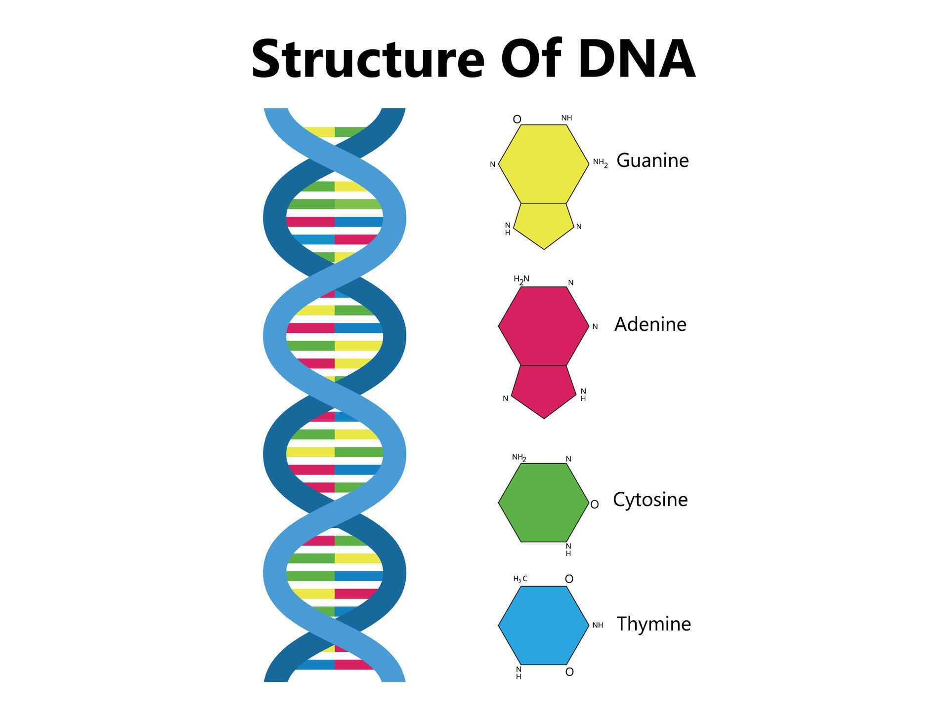 Vector scientific icon spiral of DNA and RNA. An illustration of the ...