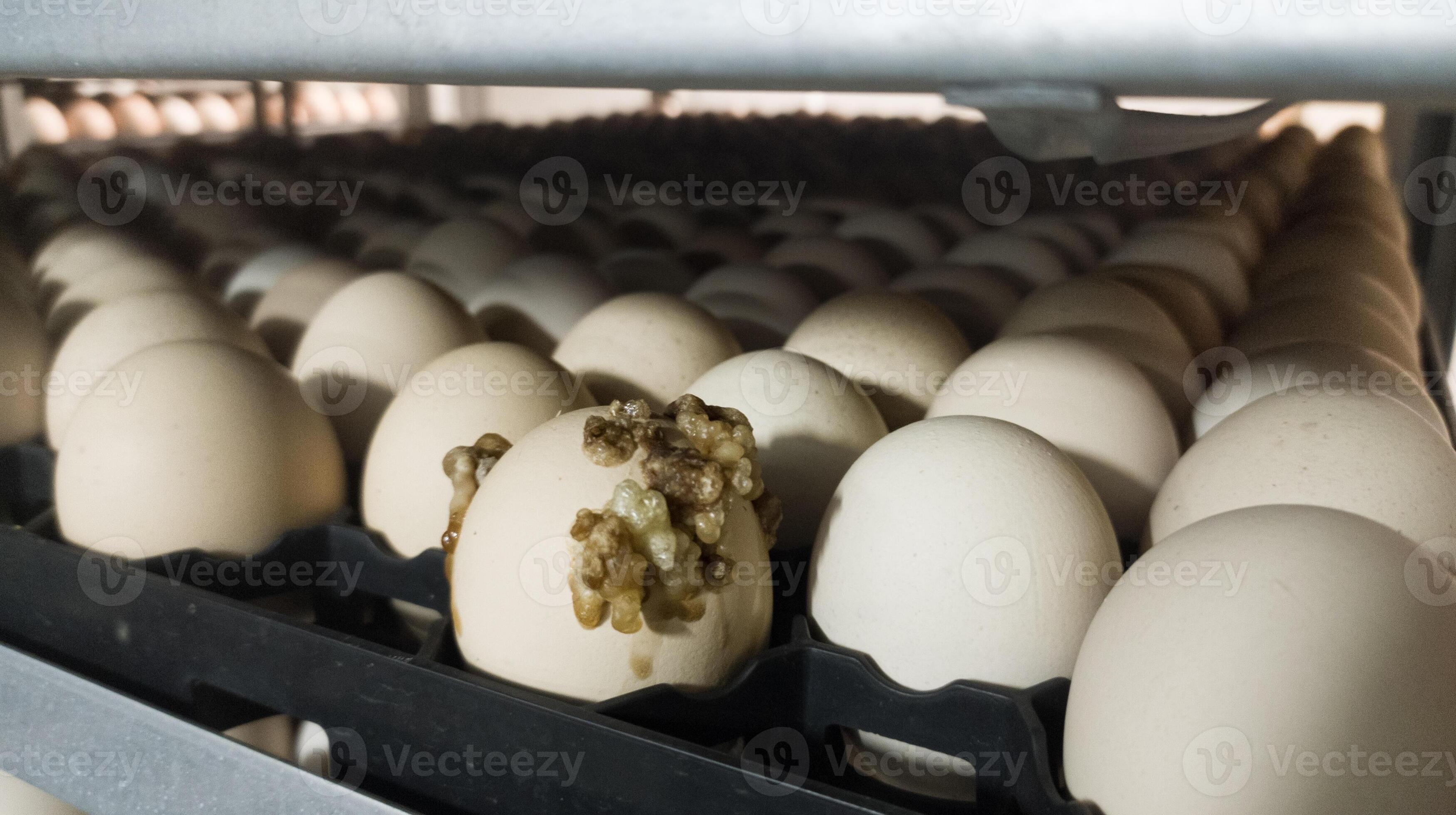 el explotar huevos en el bandeja carro.el huevo explota en el bandeja porque de bacterias o ...