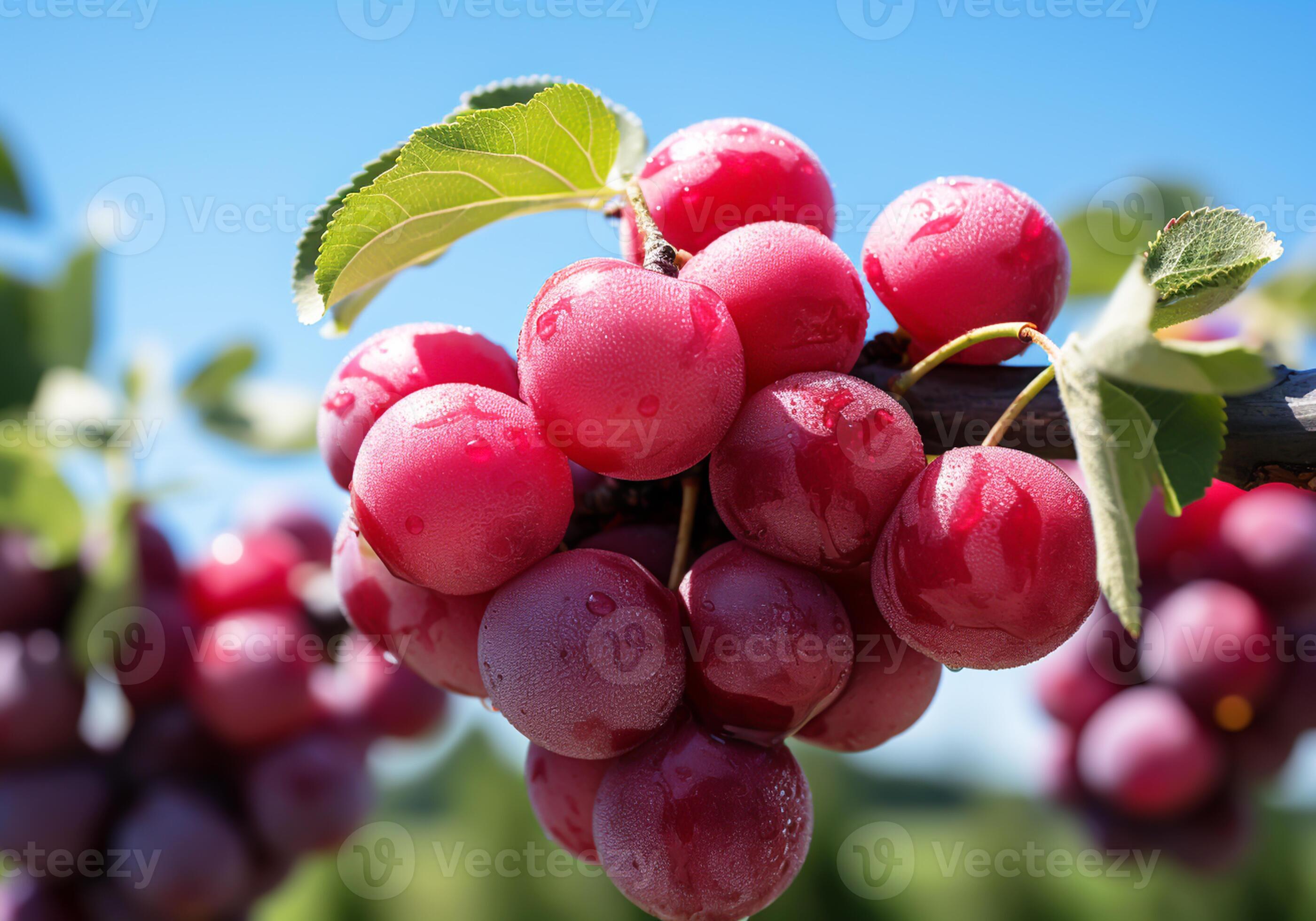 AI generated Ripe and juicy plums hanging on tree with blue sky. Healthy food. 37494971 Stock ...