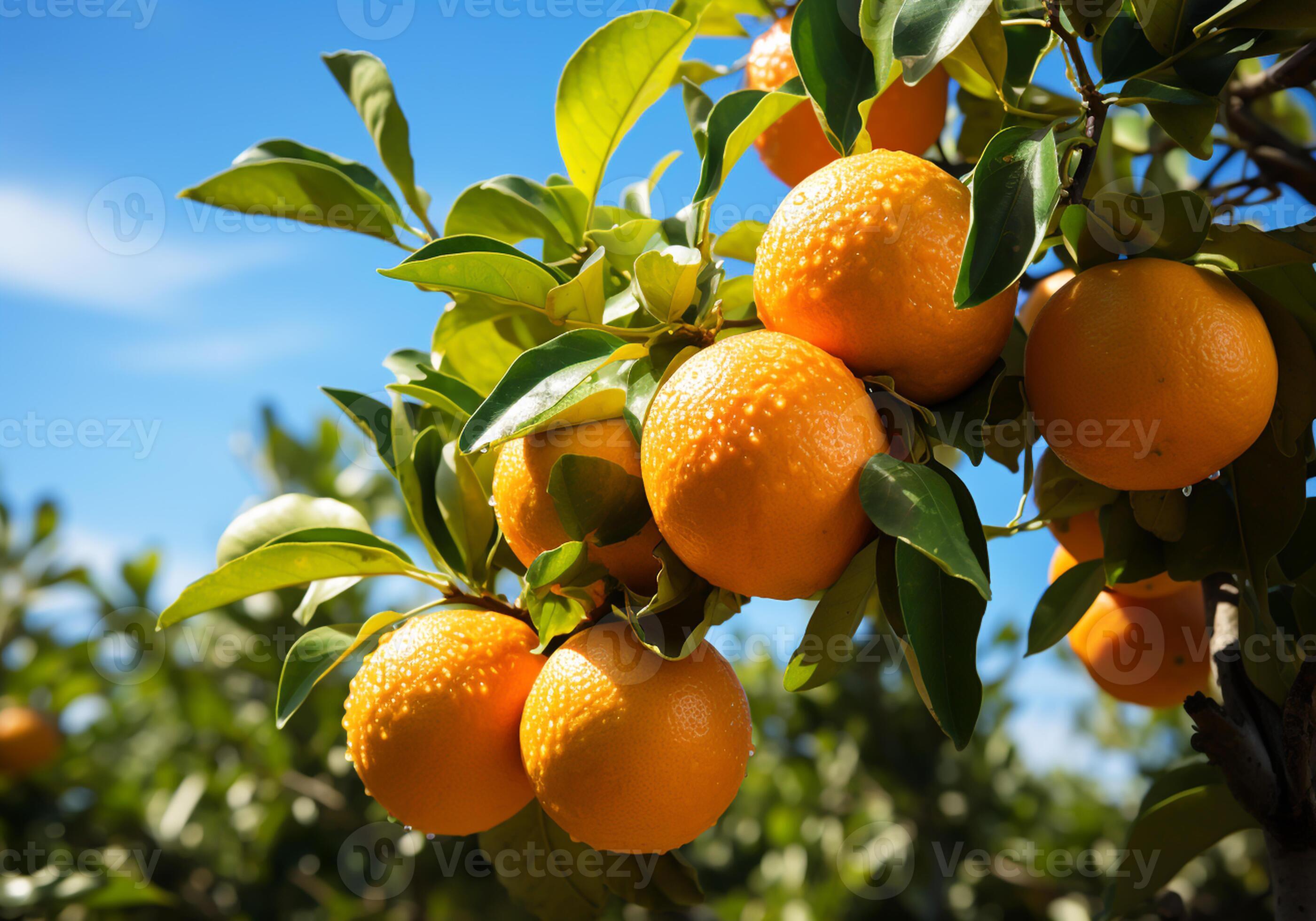 AI generated Ripe and juicy oranges, tangerine and mandarin hanging on tree with blue sky ...