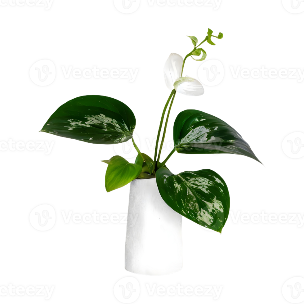 AI generated Pothos epipremnum aureum flower png isolated on transparent background 37501612 PNG