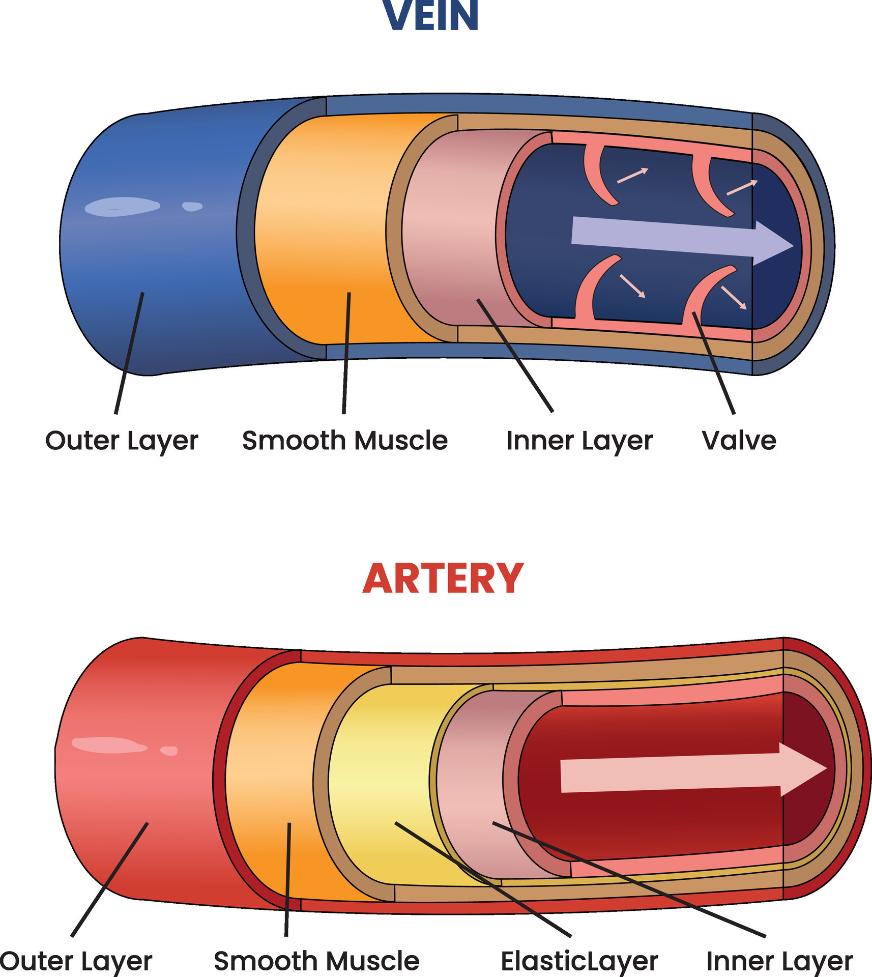 illustration of vein and artery structures diagram 37740702 Vector Art ...