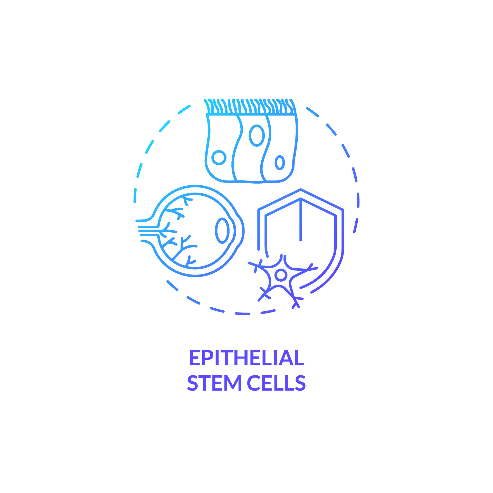 2d Gradient Epithelial Stem Cells Icon Simple Isolated Vector Thin Line Blue Illustration