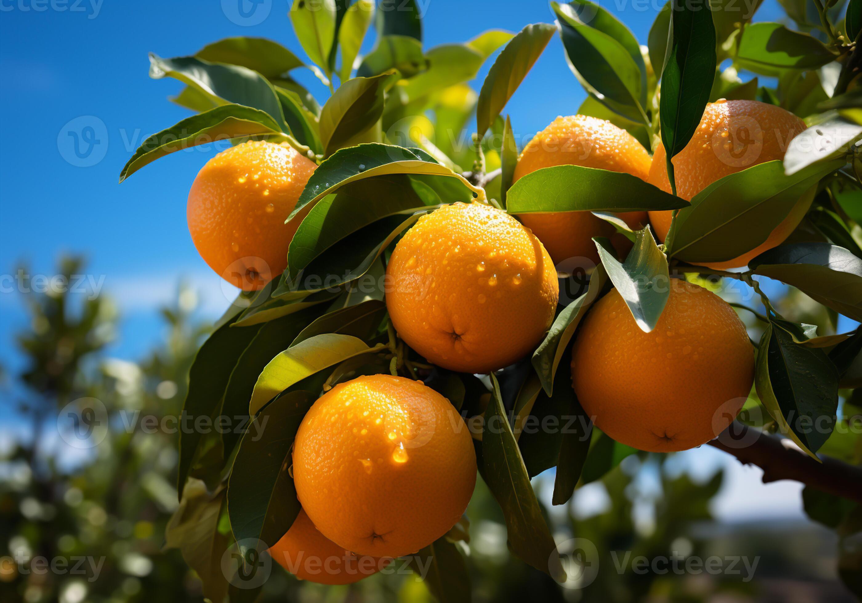 AI generated Ripe and juicy oranges, tangerine and mandarin hanging on tree with blue sky ...