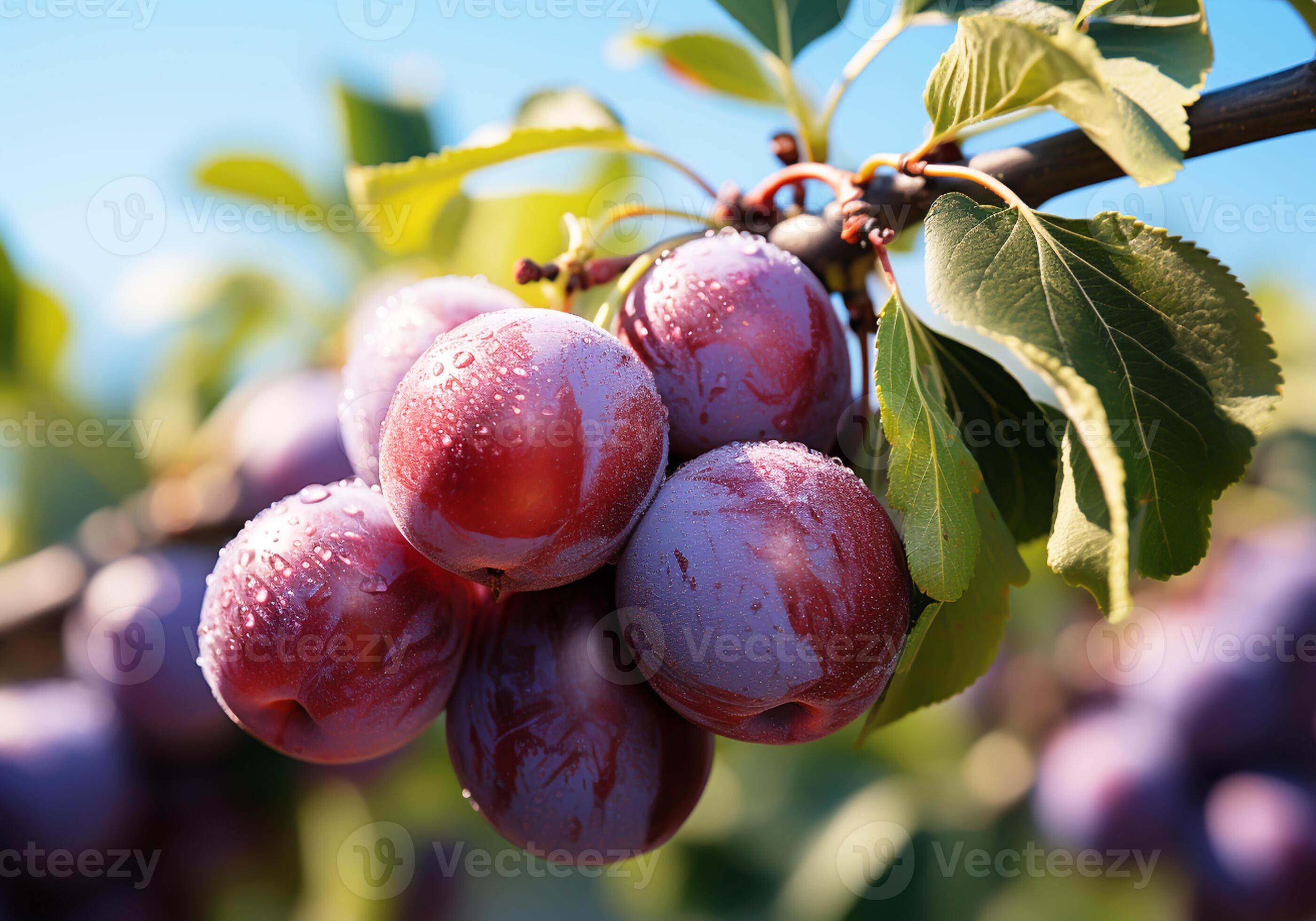 AI generated Ripe and juicy plums hanging on tree with blue sky. Healthy food. 37899020 Stock ...
