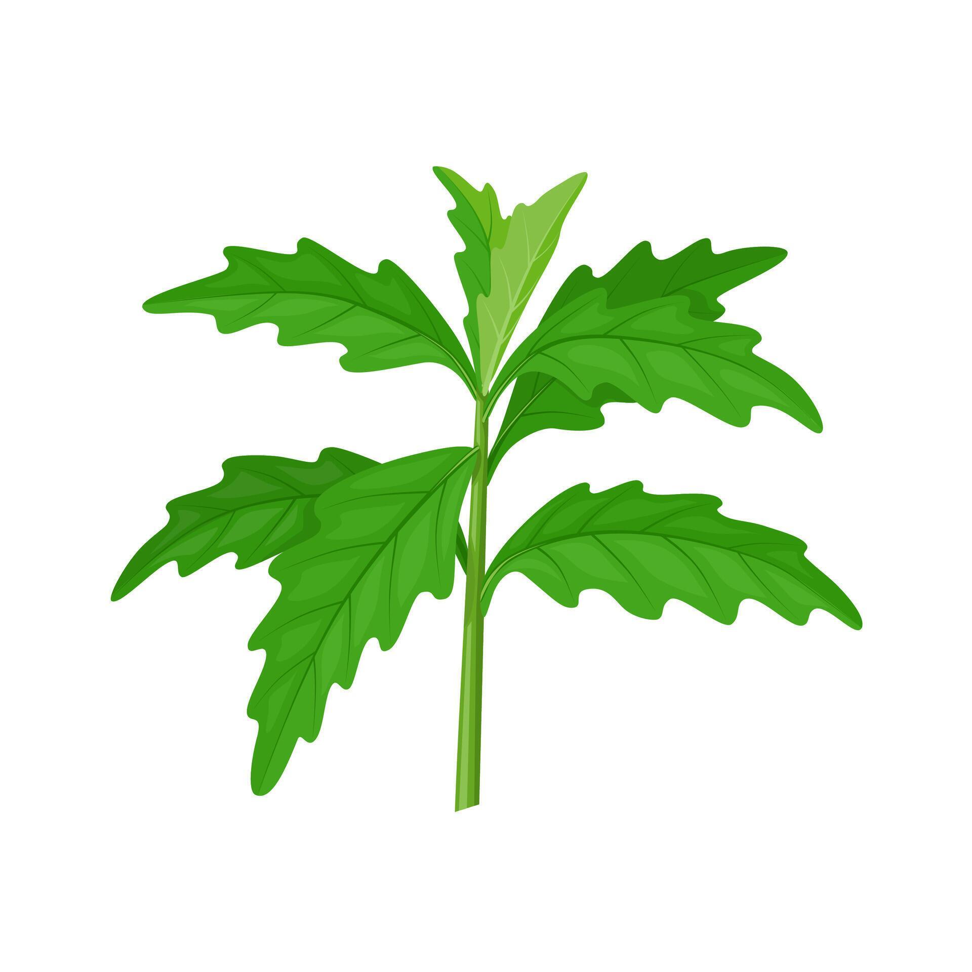Vector illustration, Chenopodium ambrosioides, also known as pasote leaf, Mexican tea, paiku ...
