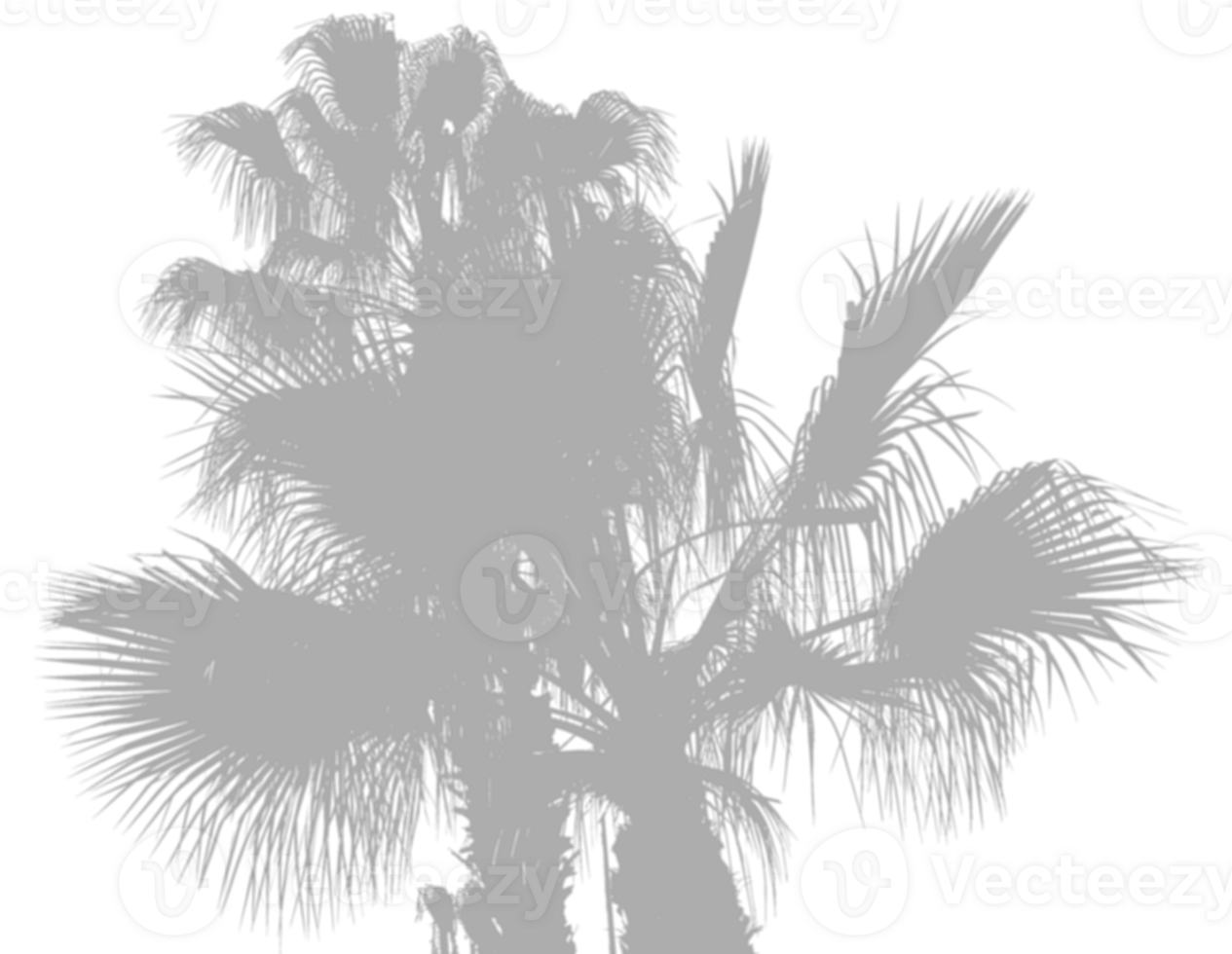 Tropical Palm Tree shadow 37979180 PNG Tropical Palm Tree shadow 37979180 PNG