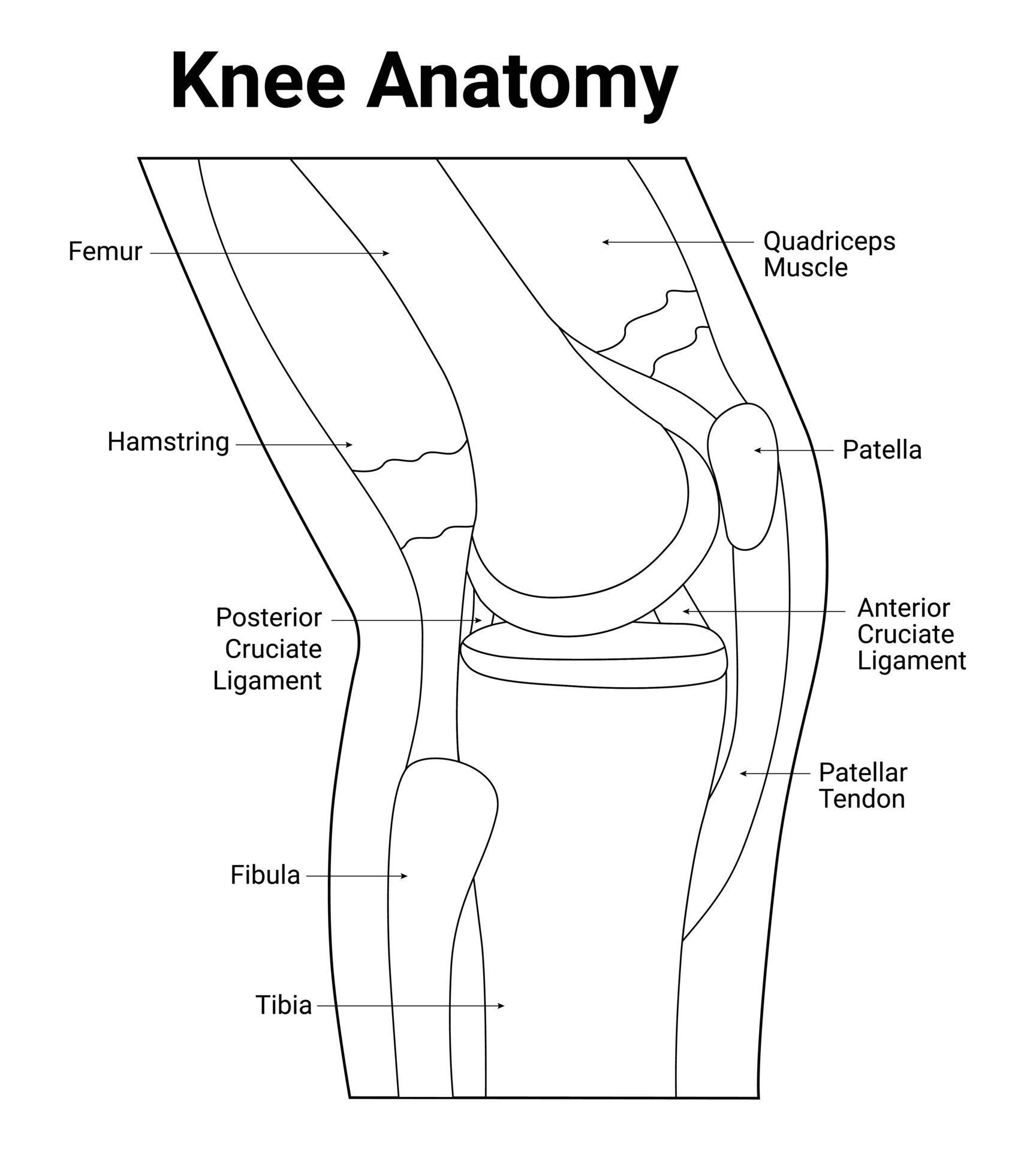 Knee Anatomy Science Design Vector Illustration Diagram 38010621 Vector Art at Vecteezy