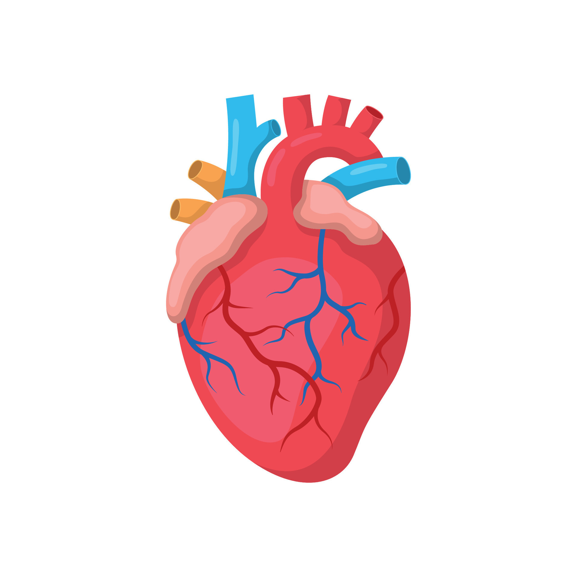 Heart organ icon design illustration. Vector design 38050245 Vector Art at Vecteezy
