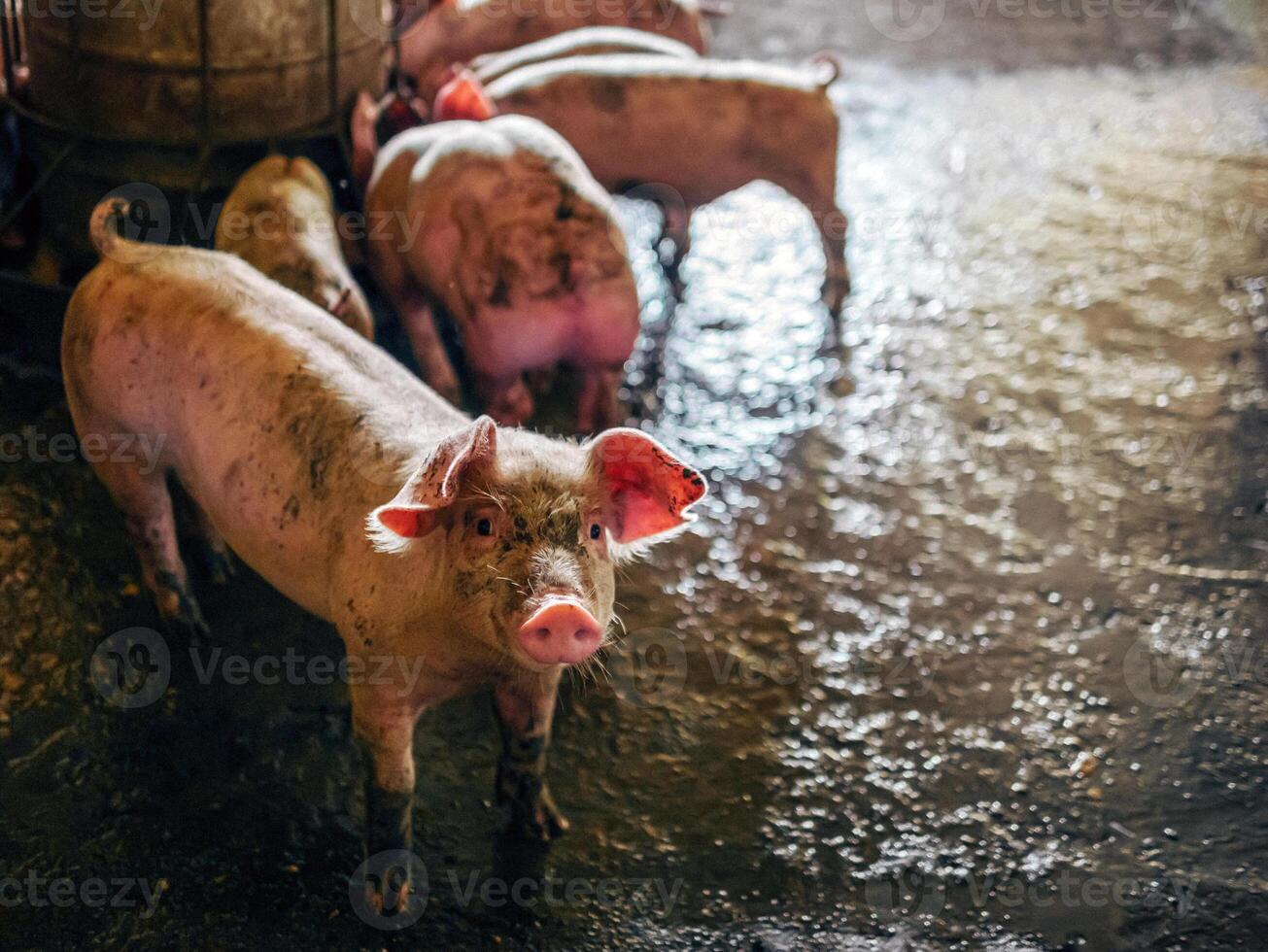 Breeder pig with dirty body, Close-up of Pig's body.Big pig on a farm in a pigsty, young big ...
