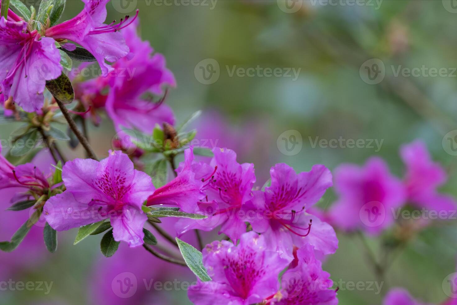 Spring flowering tree with bright pink blossoms and shallow depth of ...