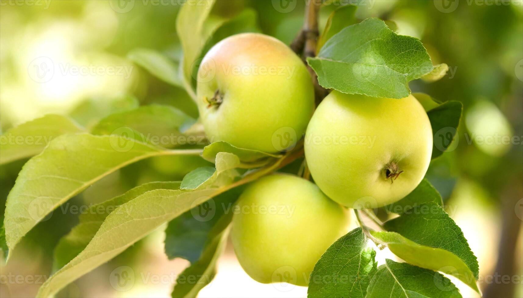 Green Apple Tree Stock Photos, Images and Backgrounds for Free Download