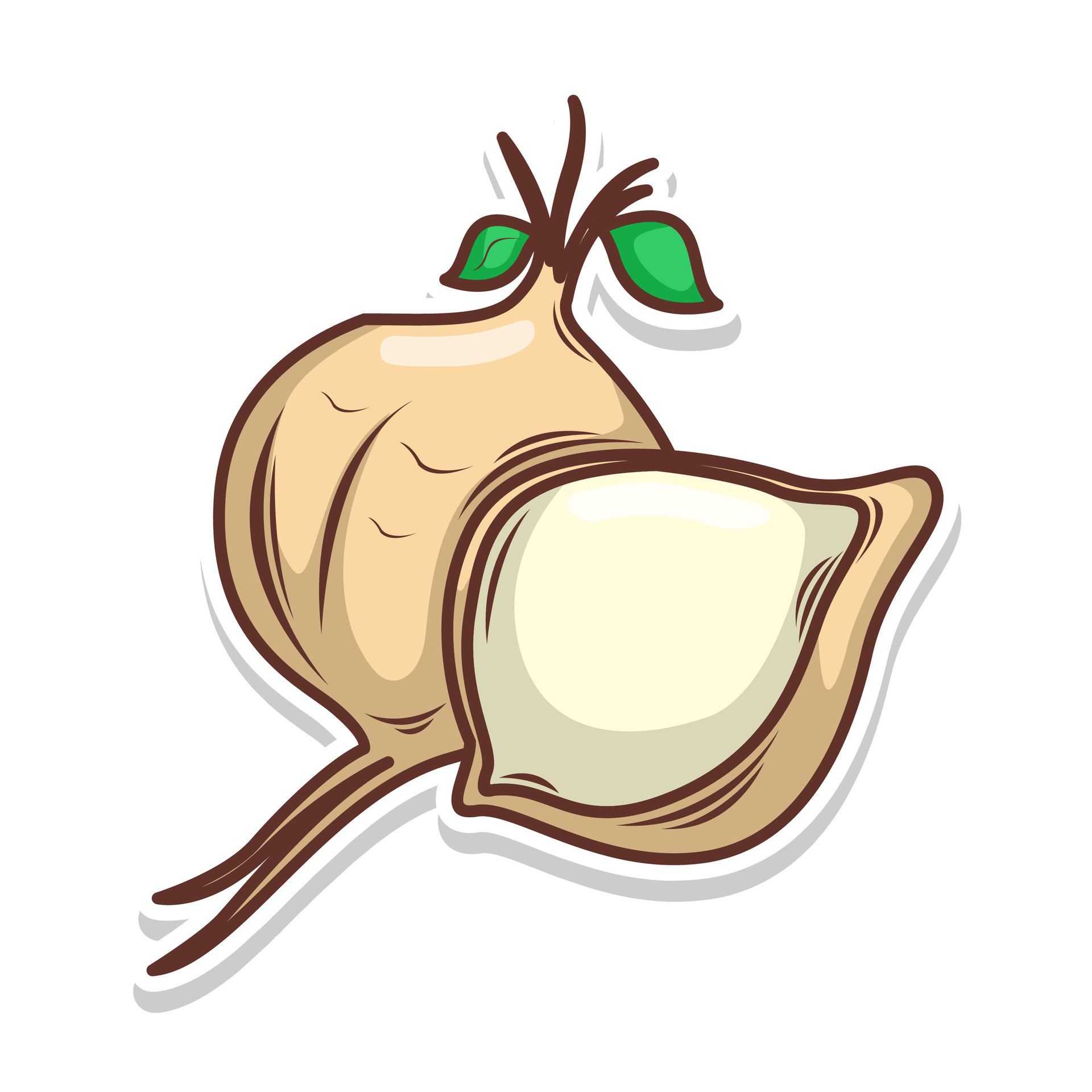 Jicama Fruit Cartoon Doodle Hand Draw Illustration Art 38239821 Vector Art At Vecteezy