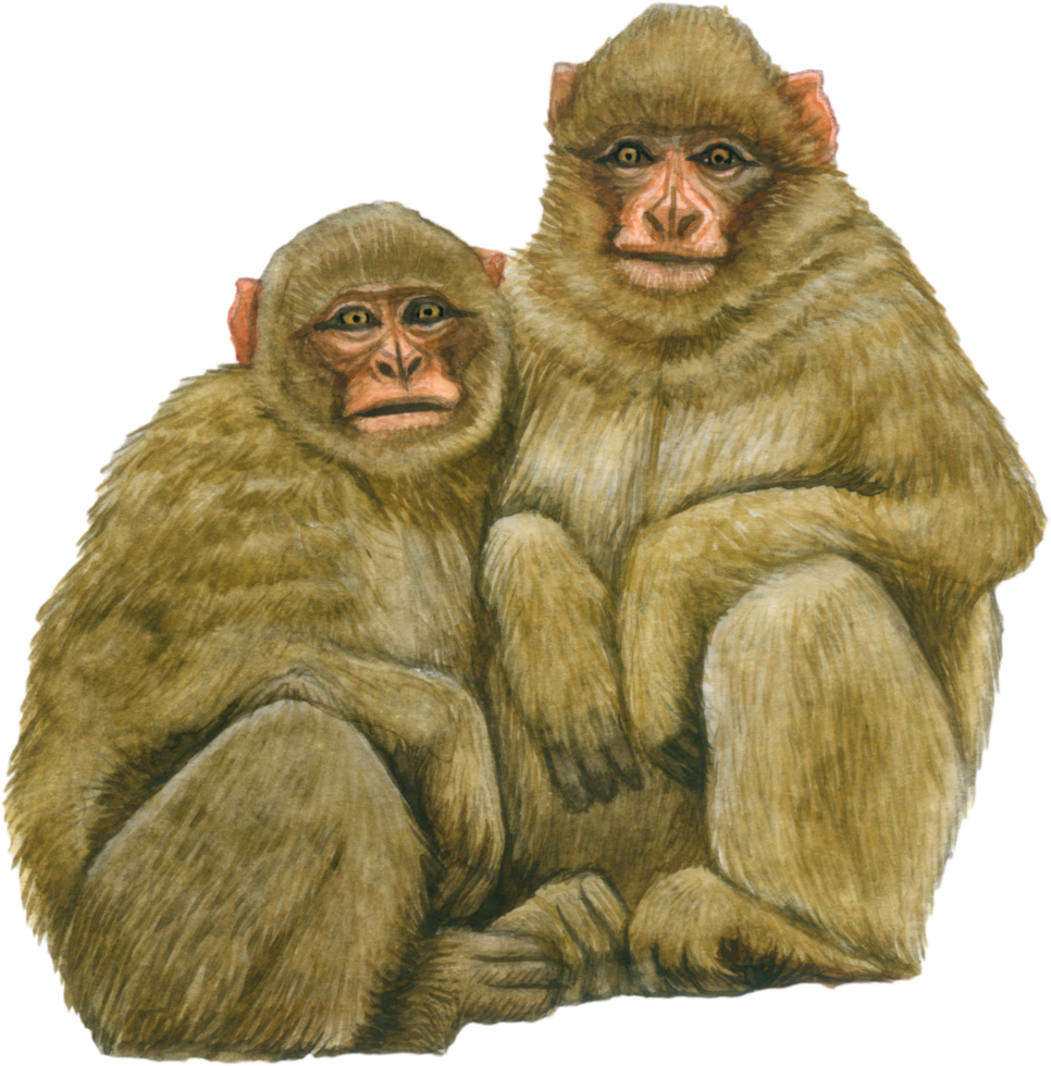 Monkey watercolor animal wildlife adorable animal 38341188 PNG